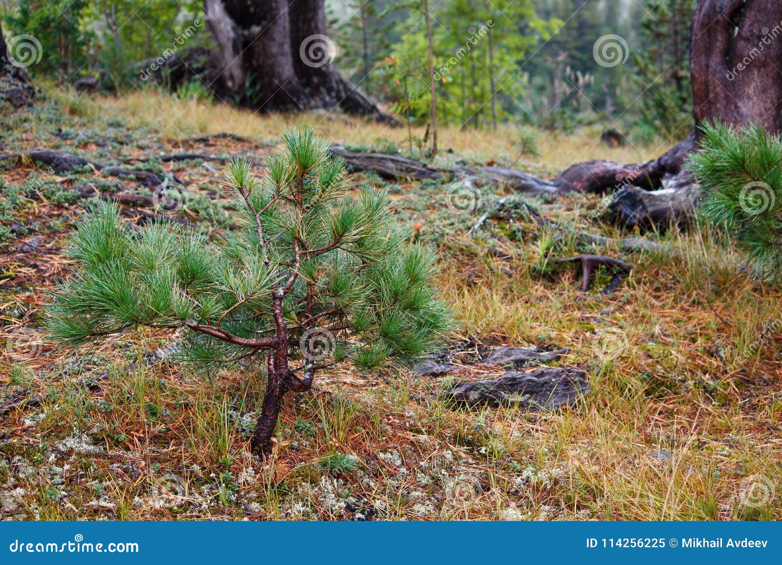 Lonely young pine tree stock image. Image of small, sprout - 114256225