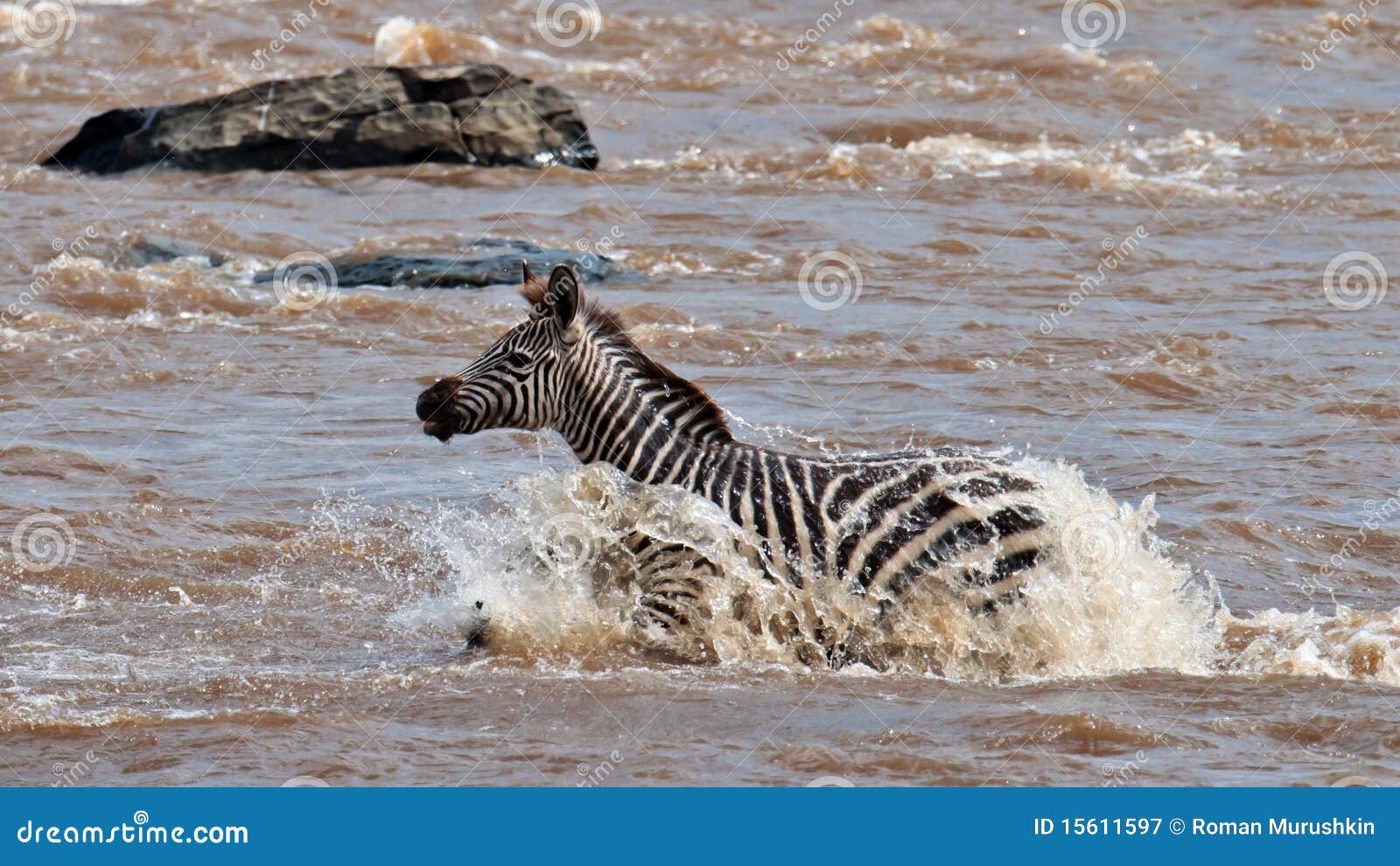 Lonely Zebra Crossing the River Mara Stock Image - Image of reserve ...