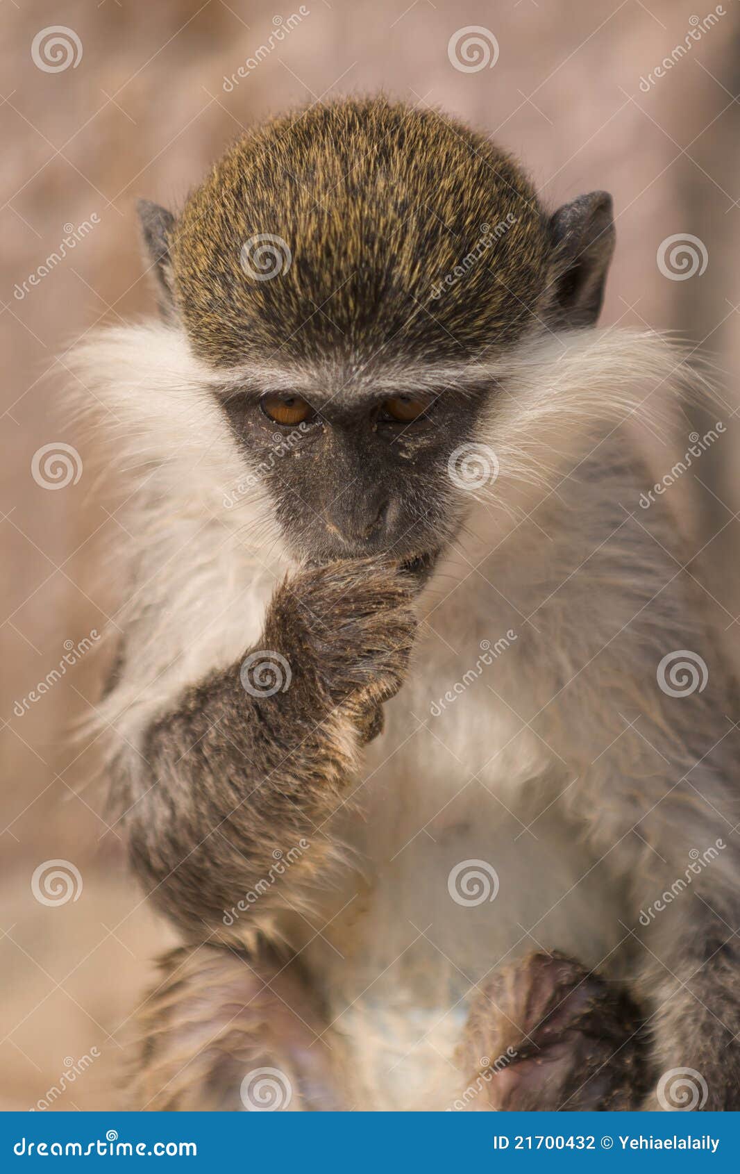 The Loner stock photo. Image of loner, open, loaner, feed - 21700432