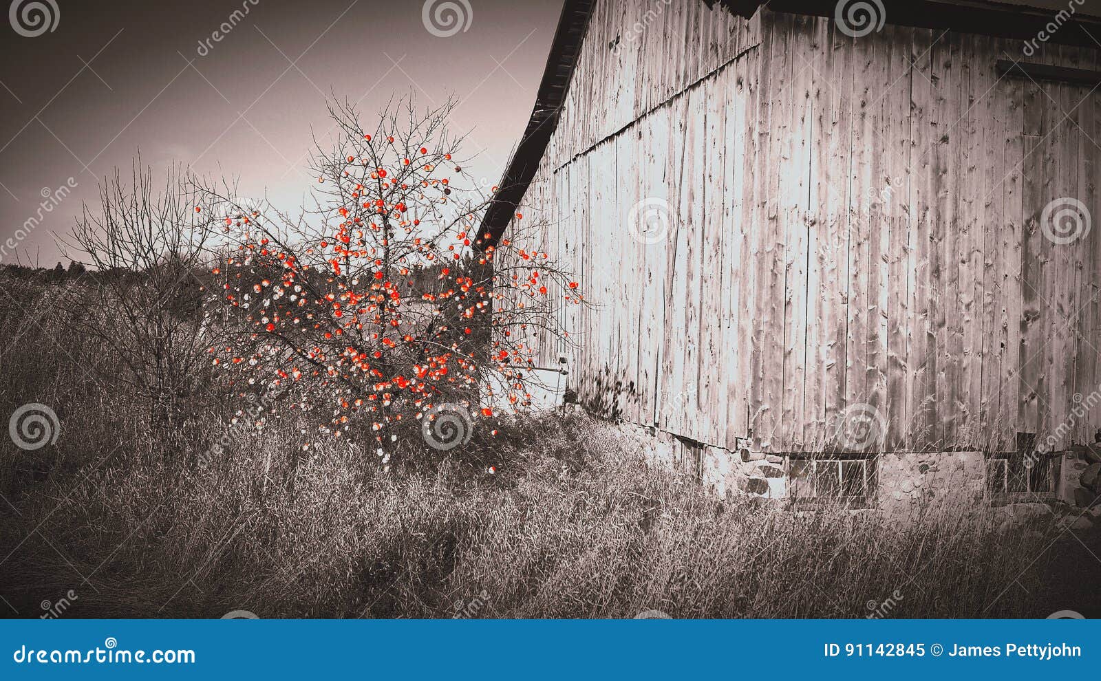 Lonesome stock image. Image of decay, serenity, fall - 91142845