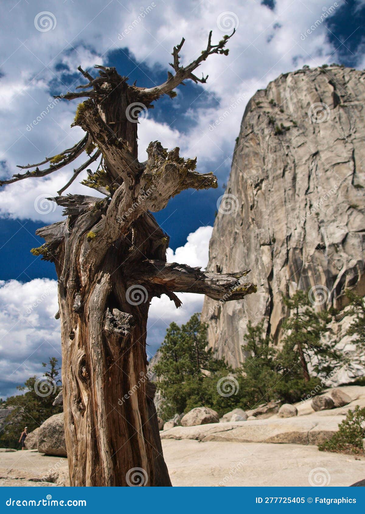 Dead Tree in Front of a Cliff in Yosemite National Park Stock Image ...