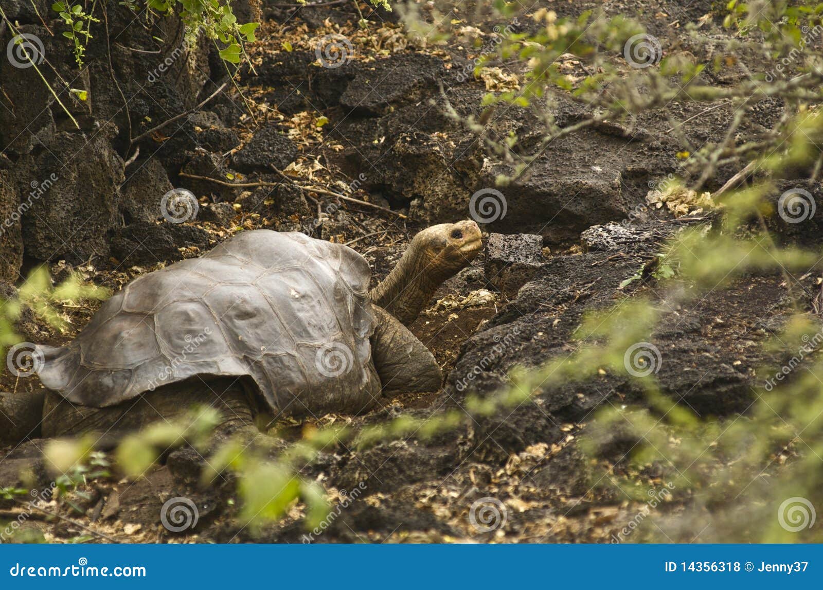 Lonesome George - Giant Tortoise Stock Photo - Image of endangered ...