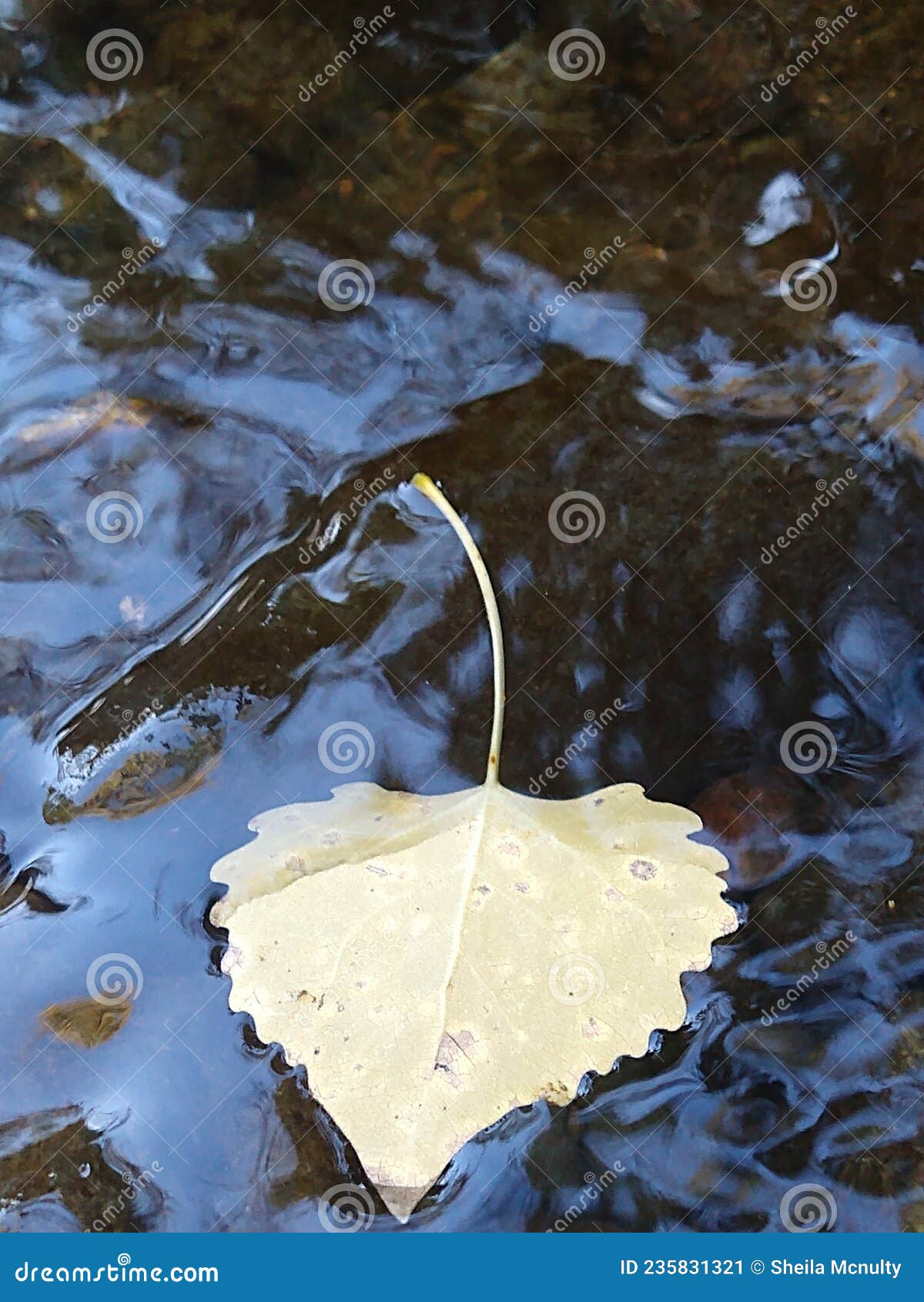 Lonesome Leaf Drifting Downstream Stock Image - Image of nature, snow ...