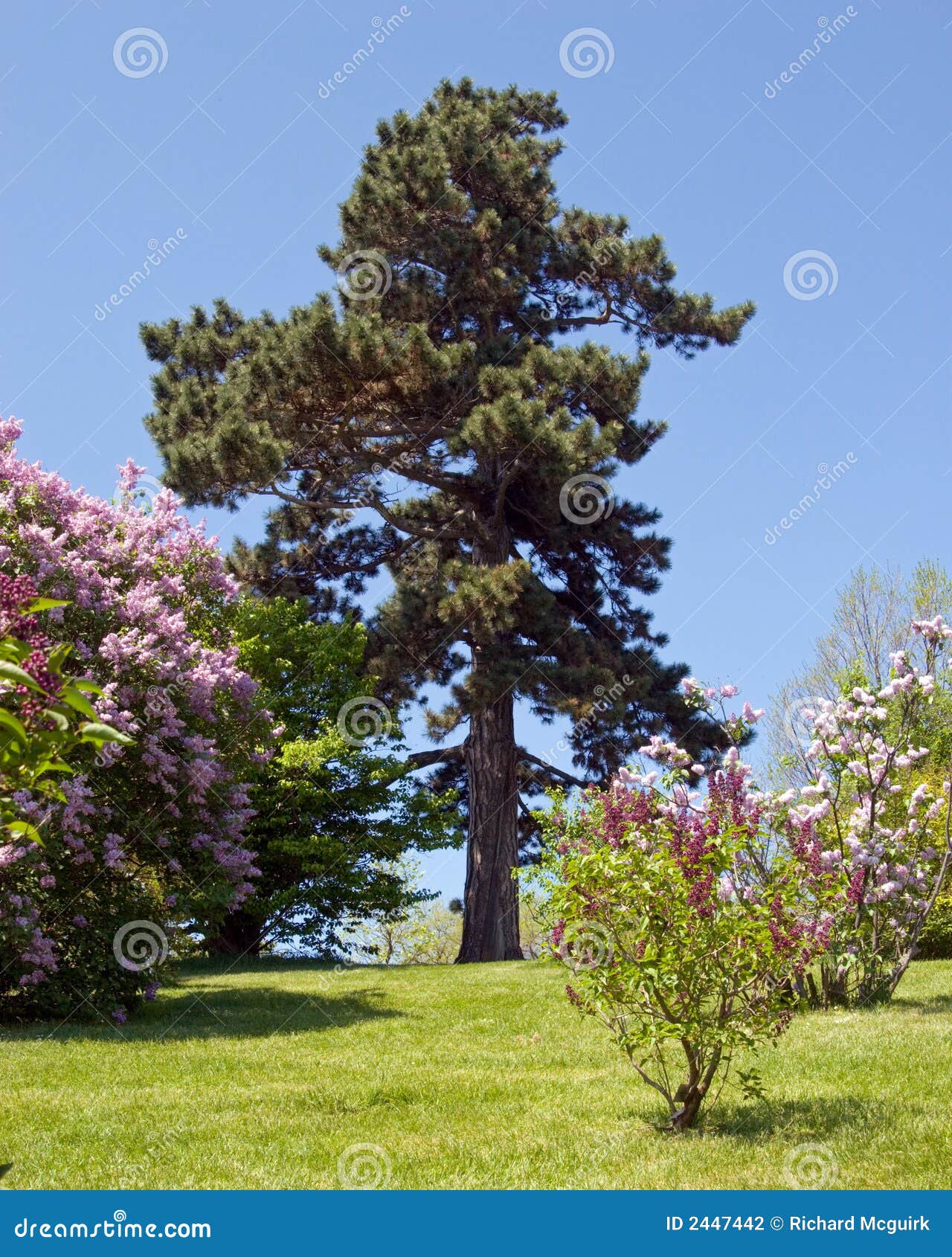 Lonesome Pine Tree stock photo. Image of park, rise, syringa - 2447442