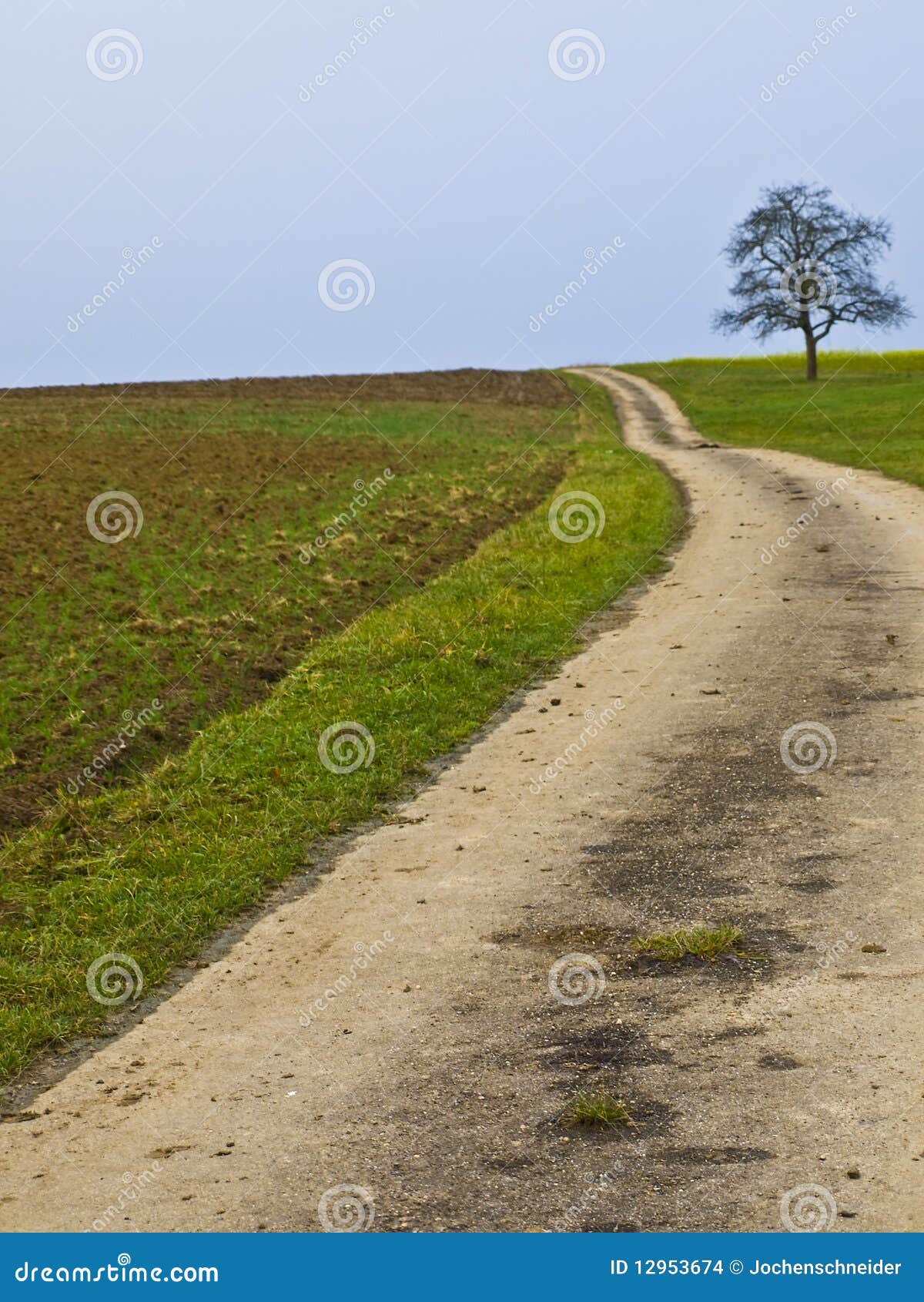 Lonesome tree on a way stock photo. Image of autumn, meadow - 12953674