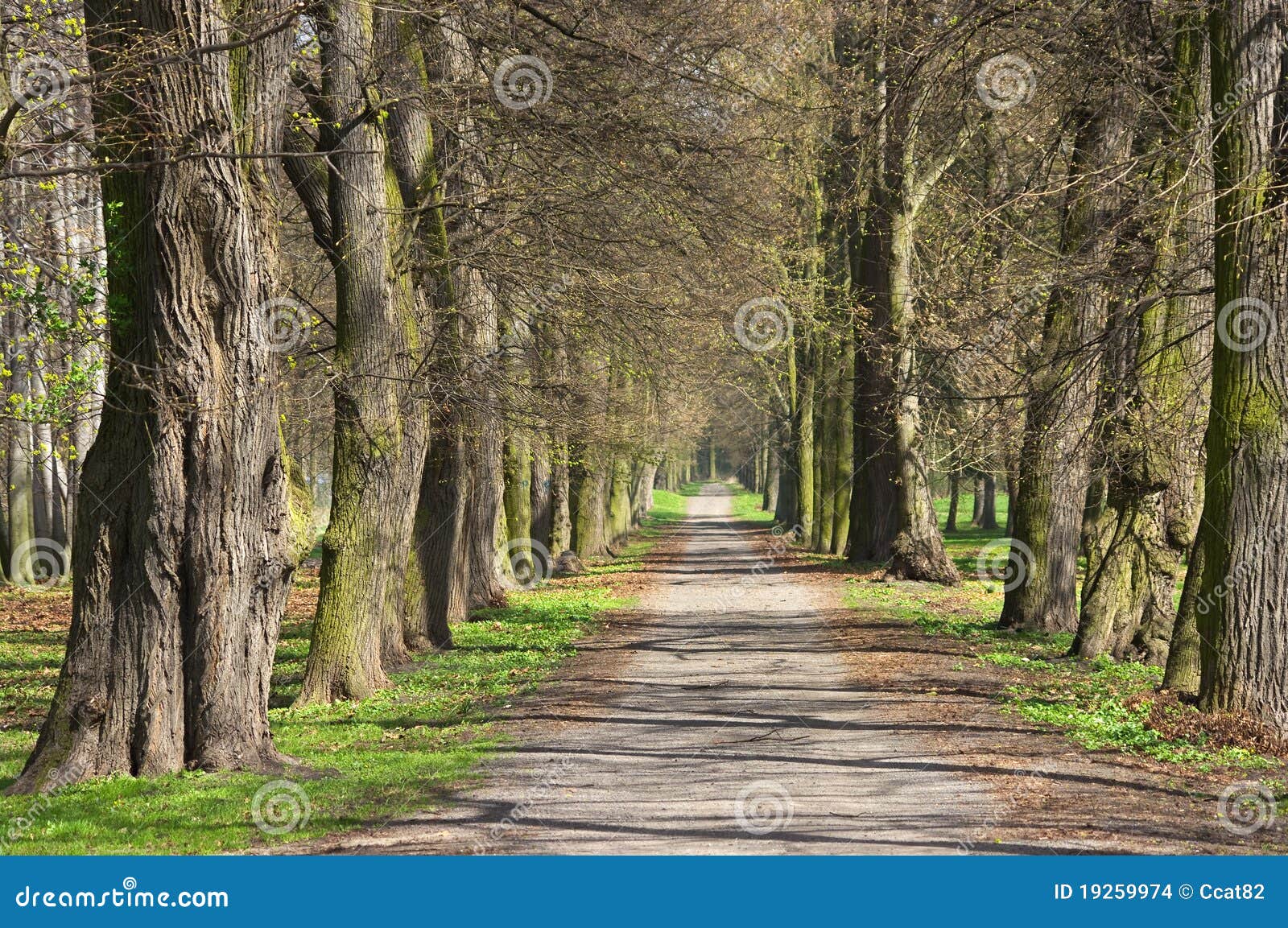 Long alley stock photo. Image of path, long, avenue, footpath - 19259974
