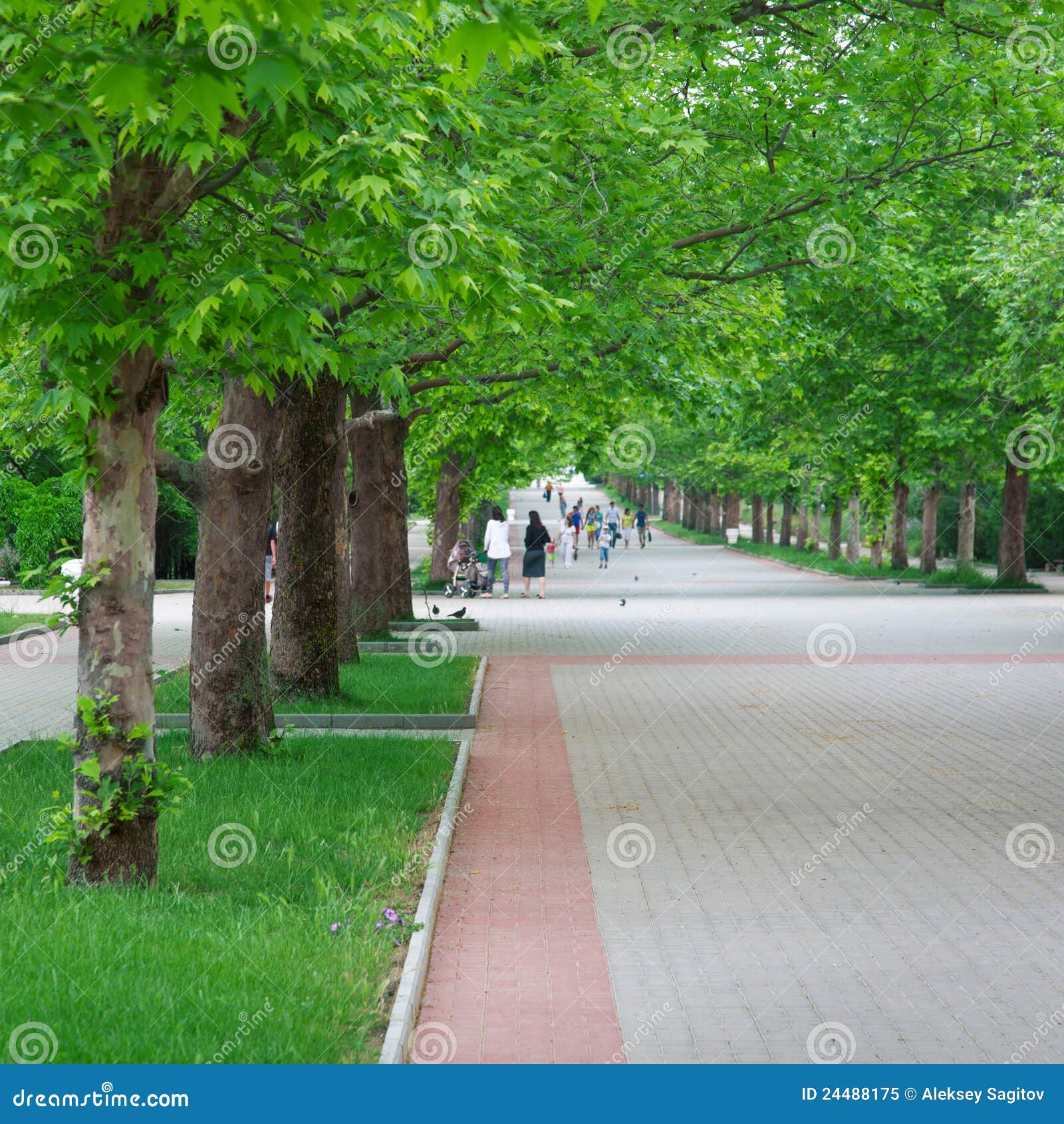 A long alley in the park stock image. Image of park, color - 24488175