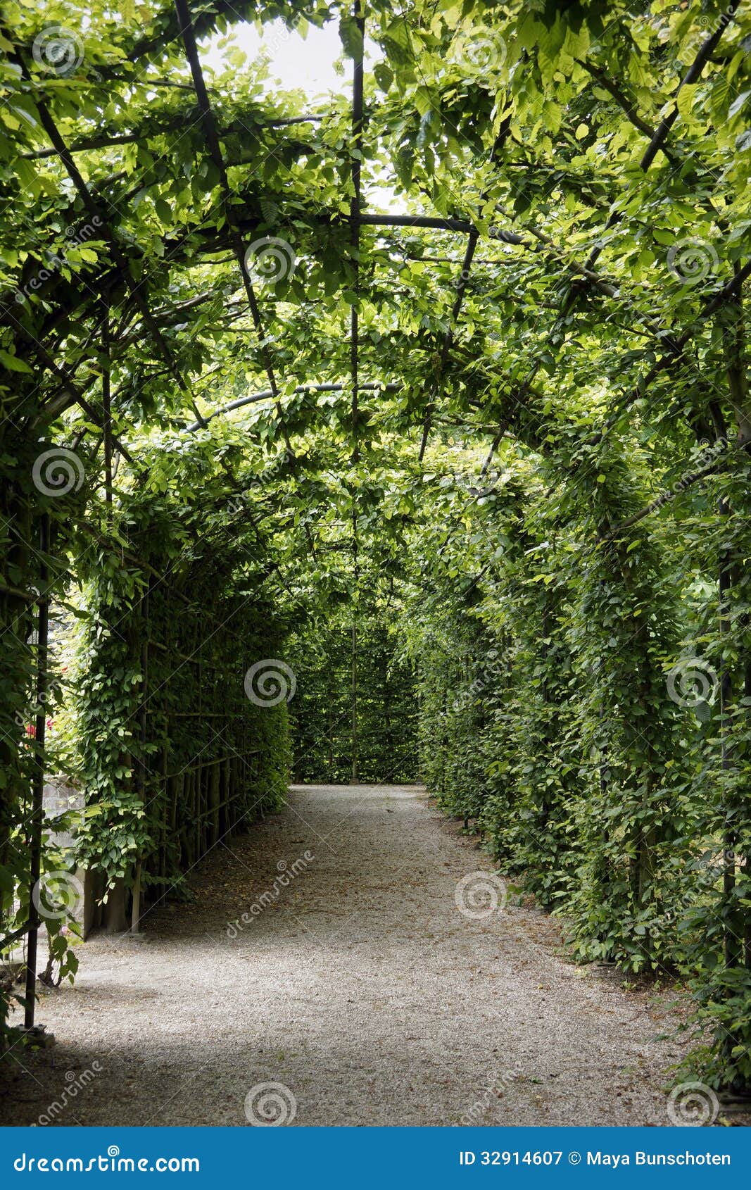 Long arch in garden stock image. Image of plant, summer - 32914607