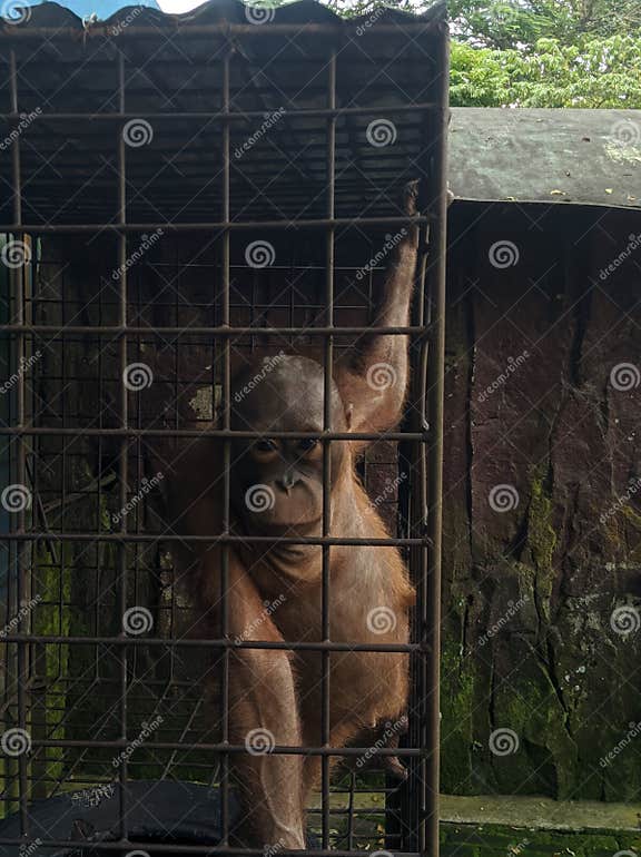 Long arm monkey photo stock photo. Image of iron, long - 251658114