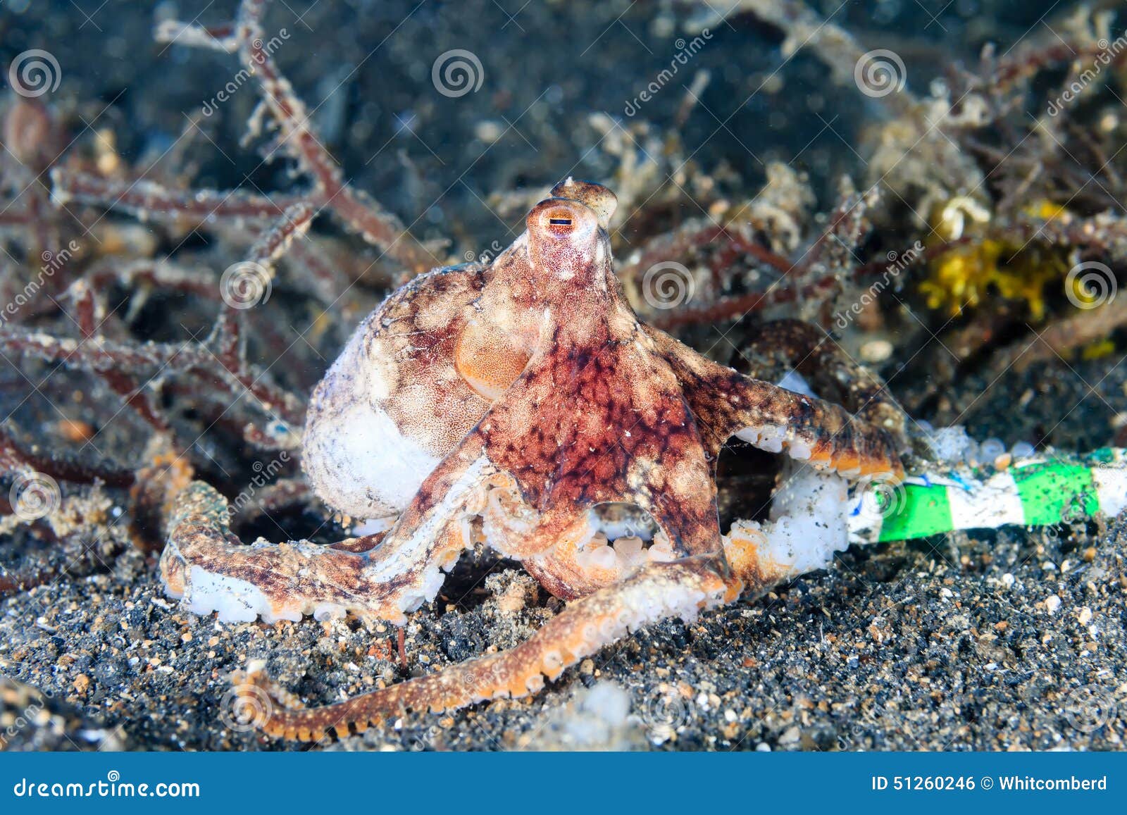 A Rat Crawls Through The Garbage.World Ecology.Sorting Of Garbage ...