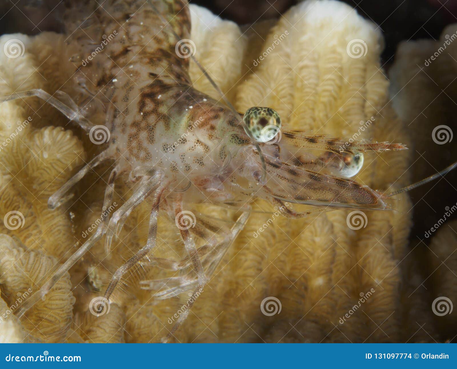 Long arm prawn stock photo. Image of prawn, life, philippines - 131097774