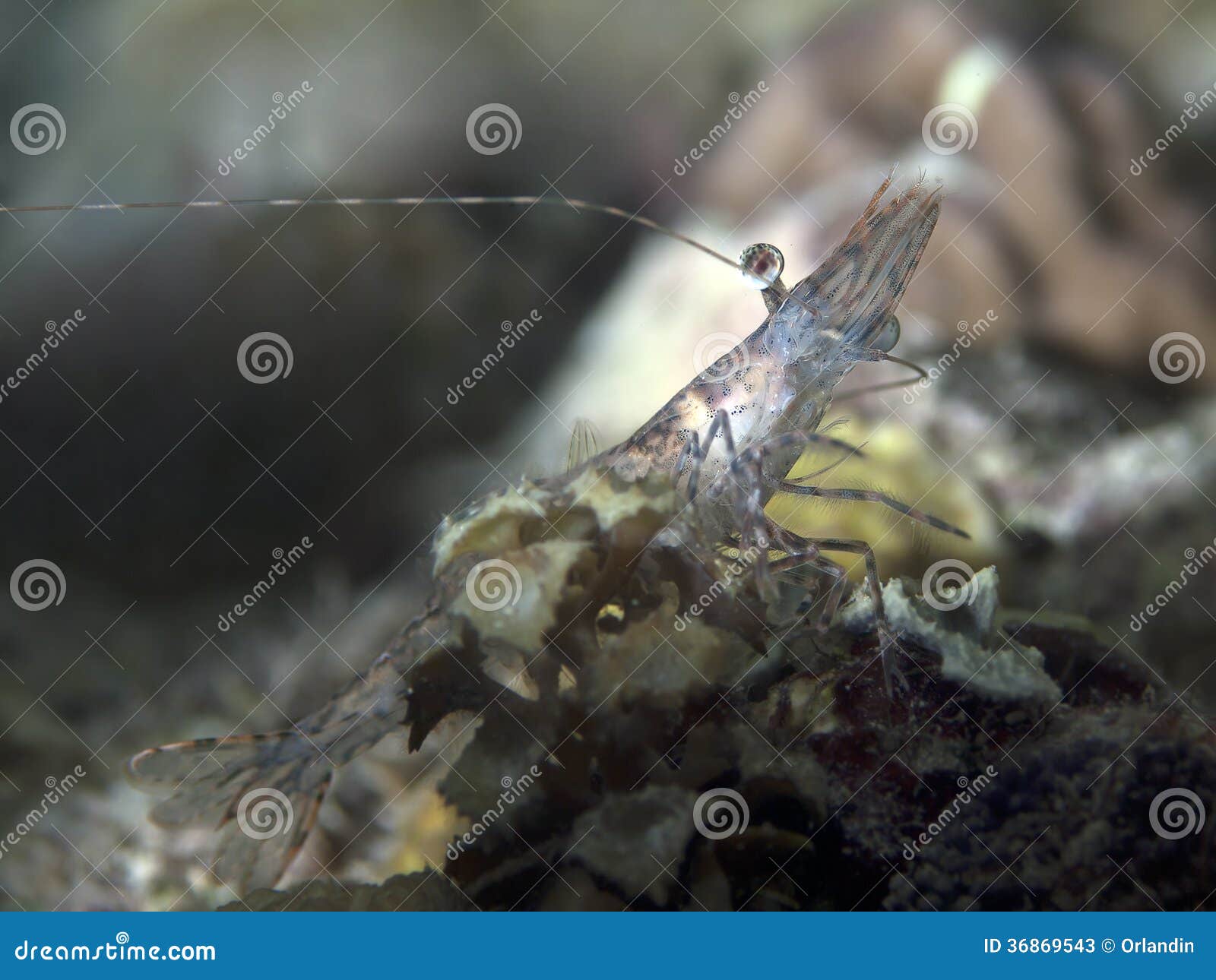 Long arm prawn stock image. Image of world, reef, pamilakan - 36869543