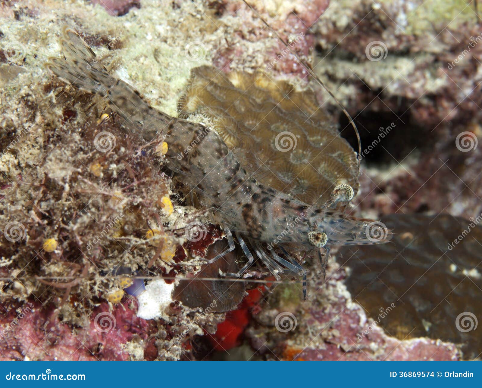 The 1 Big Prawn Long Muscle Laid On A White Background, Prawn Or Tiger ...