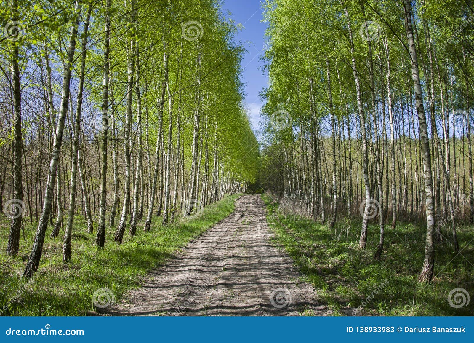 Long Avenue between Birch Trees Stock Image - Image of branches ...