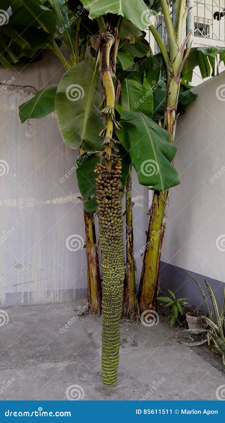 A Long Banana stock image. Image of pieces, long, amazing - 85611511