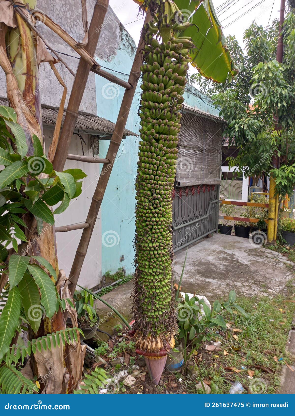 Long Banana Tree Fruit in Indonesia Stock Image - Image of tree, long ...