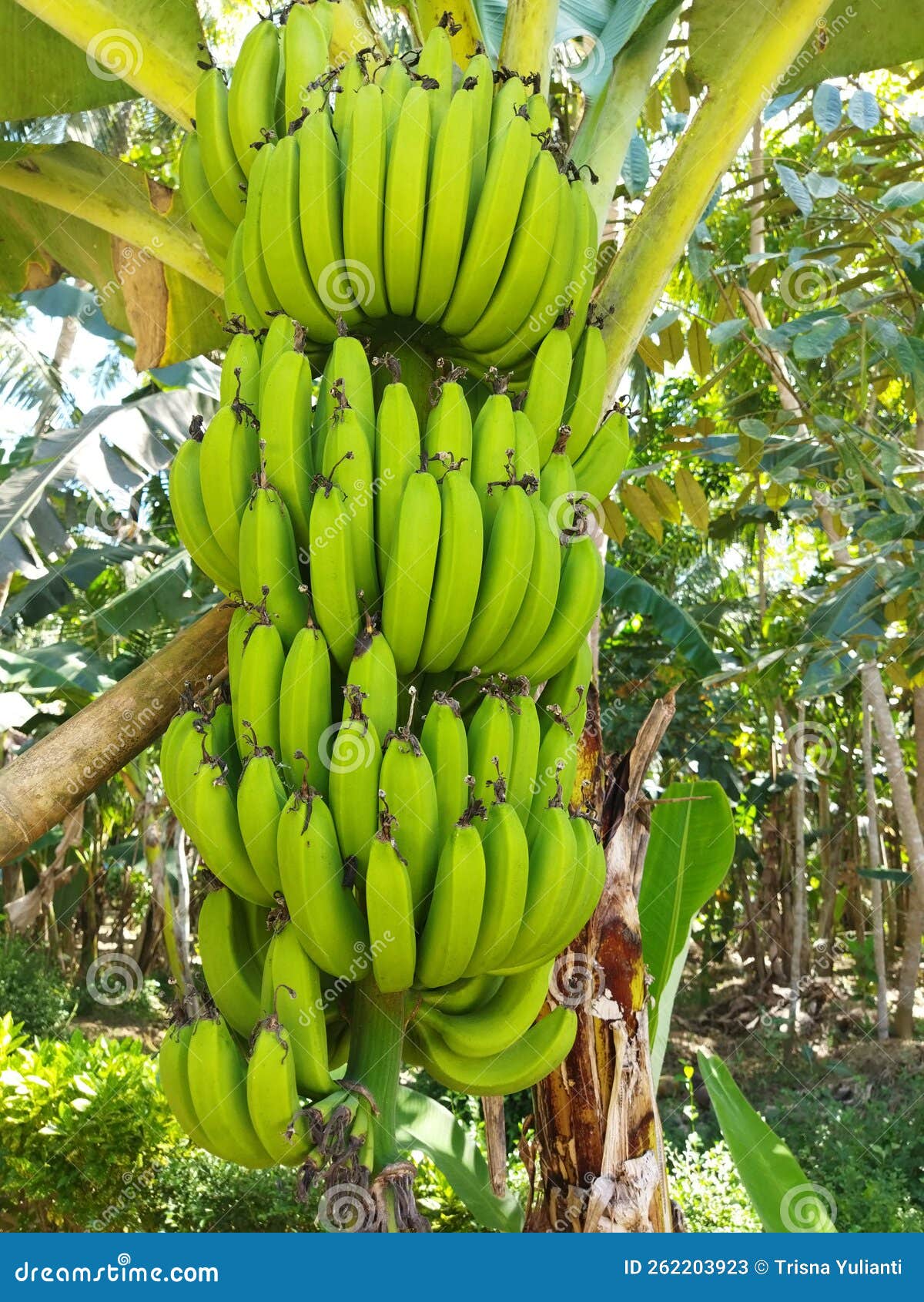 Long Banana in Tropical Green Fresh Stock Image - Image of green, fresh ...
