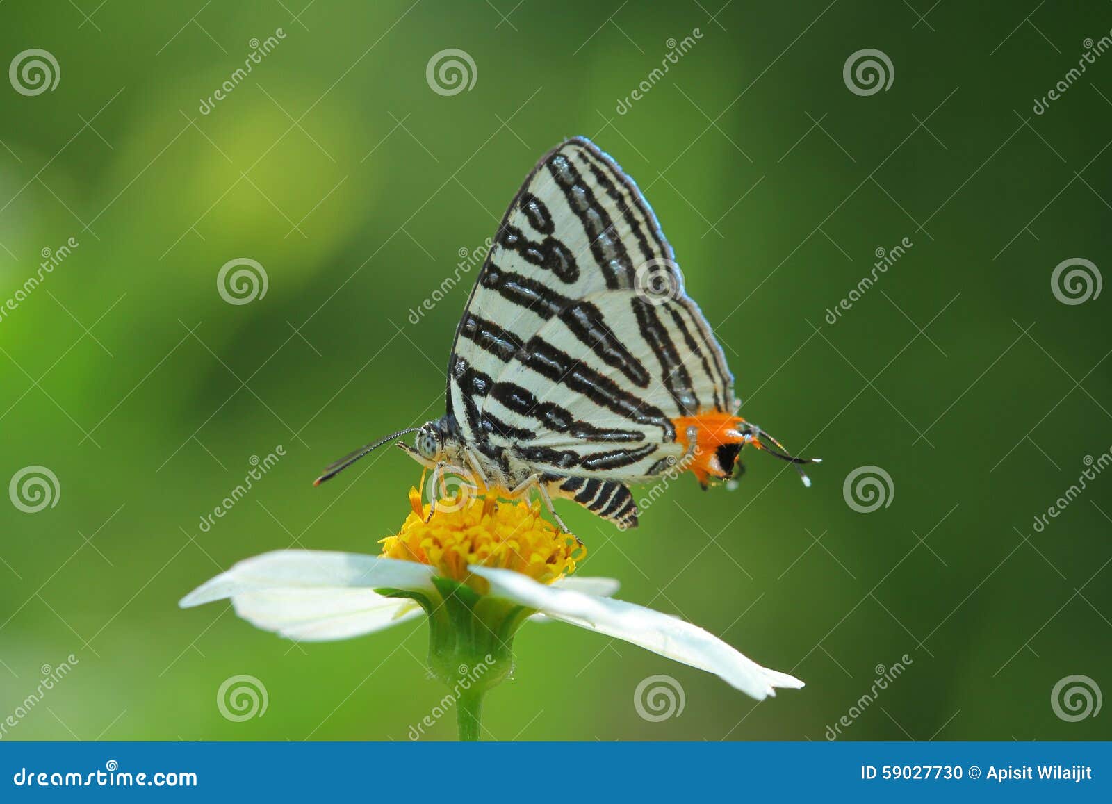 Long-banded Silverline Butterfly Stock Photo - Image of long, lovely ...