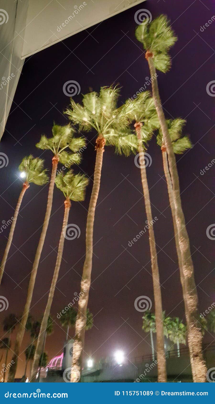 Long Beach California stock image. Image of long, trees - 115751089