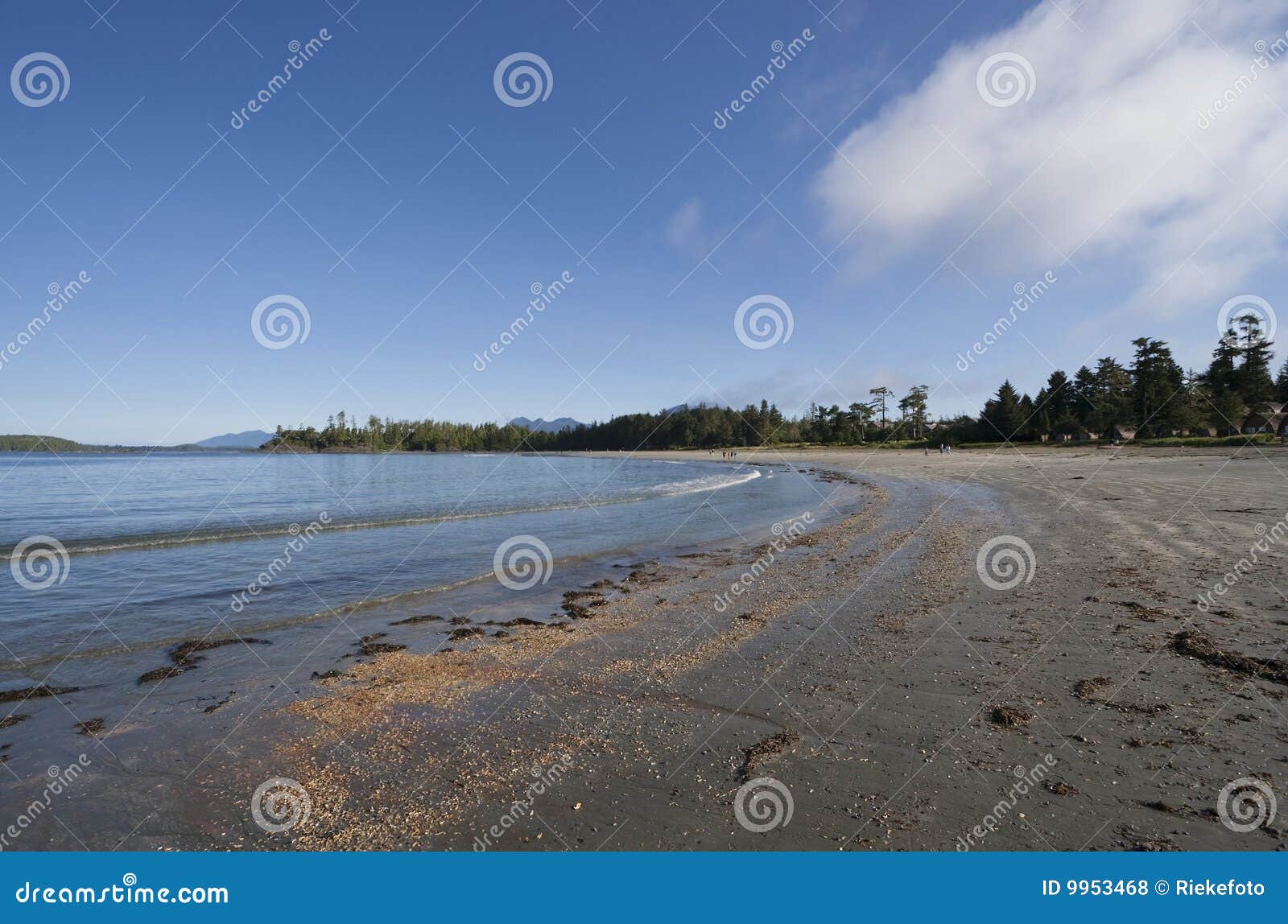 Long Beach and Temperate Rainforest Stock Photo - Image of long, ocean ...
