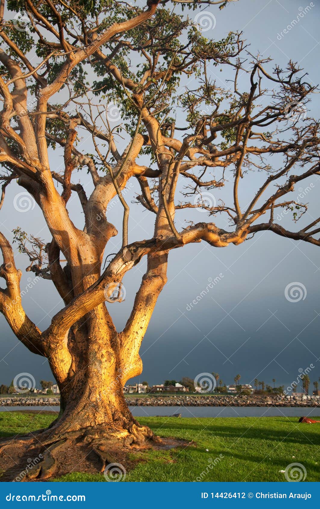 Long Beach Tree stock photo. Image of leafs, branch, ocean - 14426412