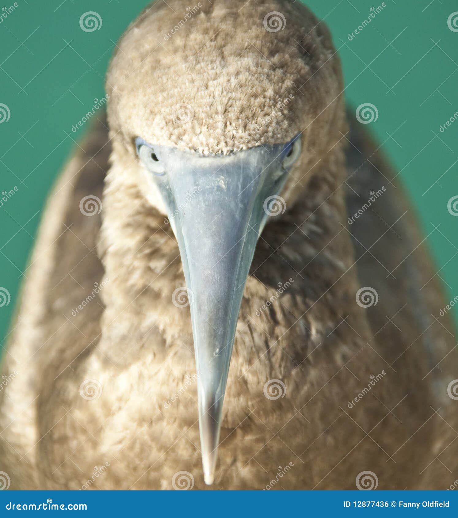 Long beak stock photo. Image of migratory, marine, beak - 12877436
