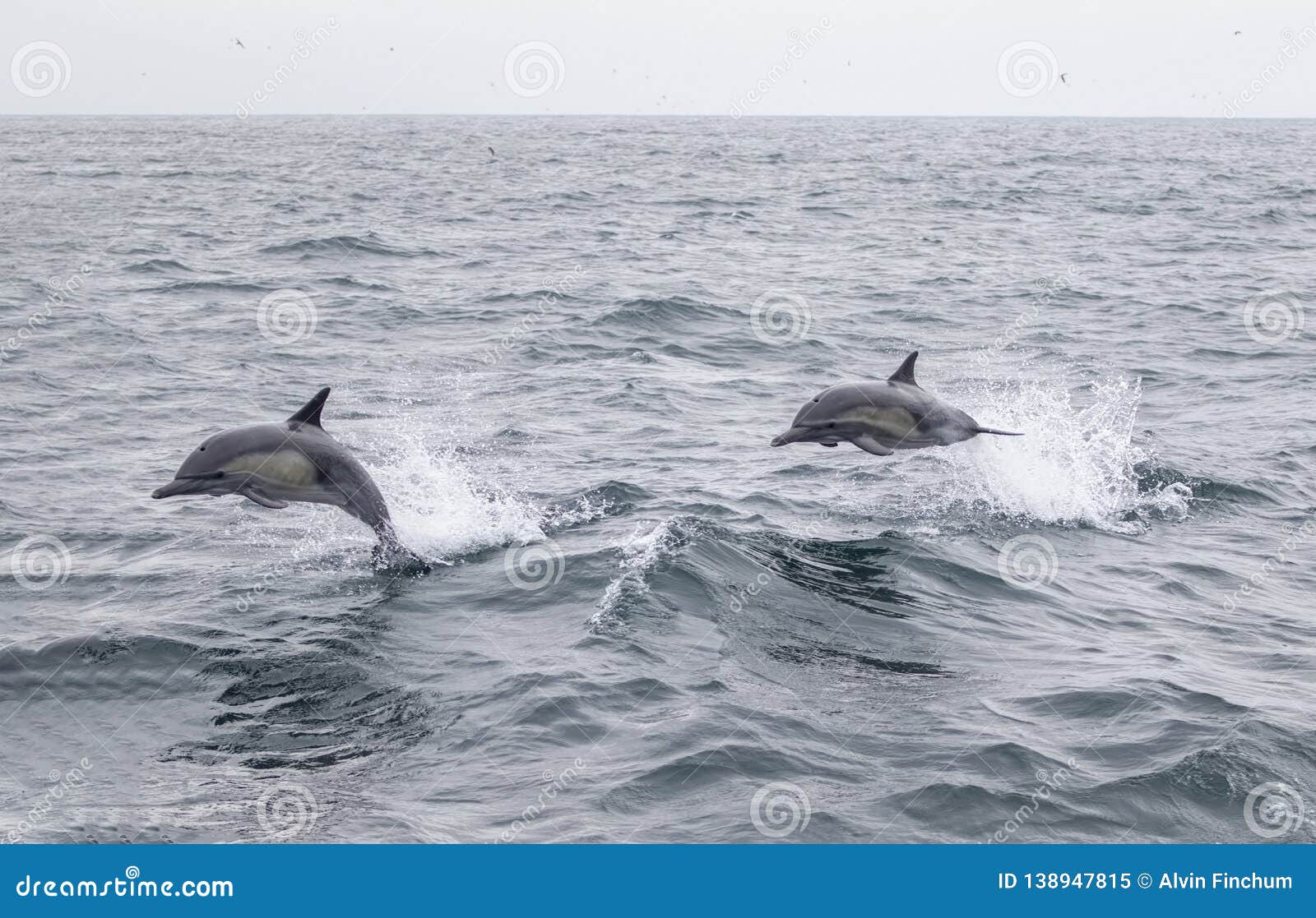 Long-beaked Common Dolphin Delphinus Capensis Stock Image - Image of ...
