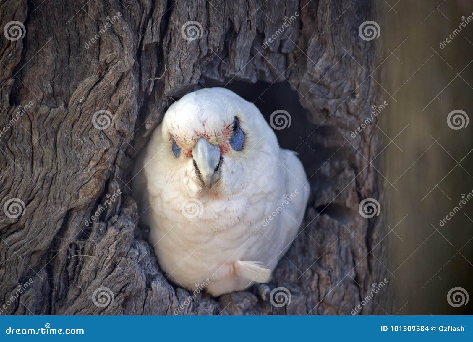 Long beaked corella stock photo. Image of beak, beaked - 101309584