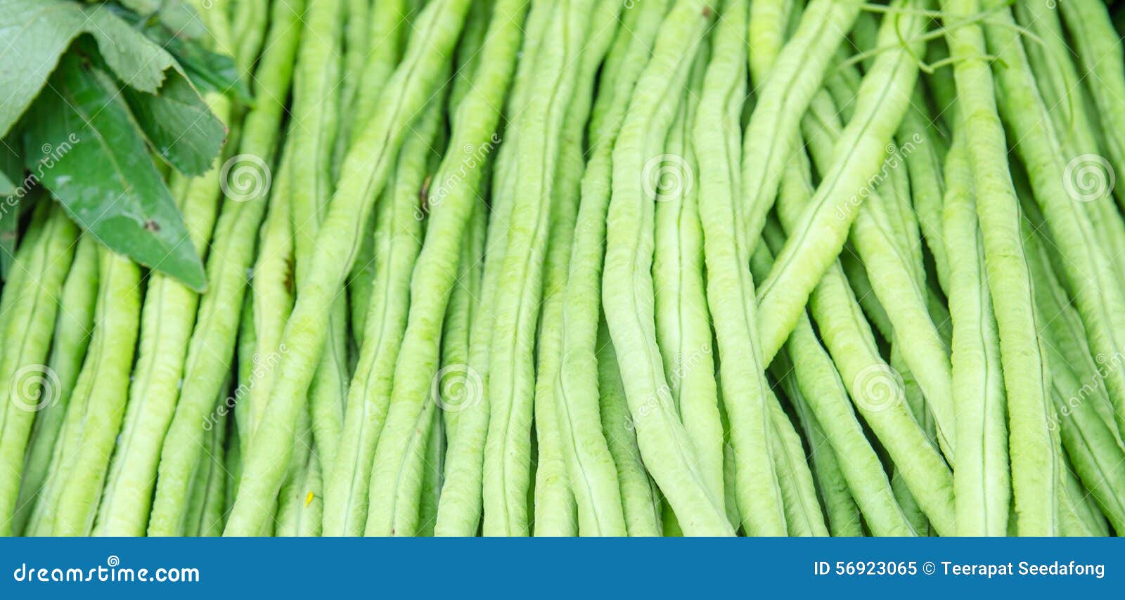 Long bean stock image. Image of closeup, beans, eggplants - 56923065