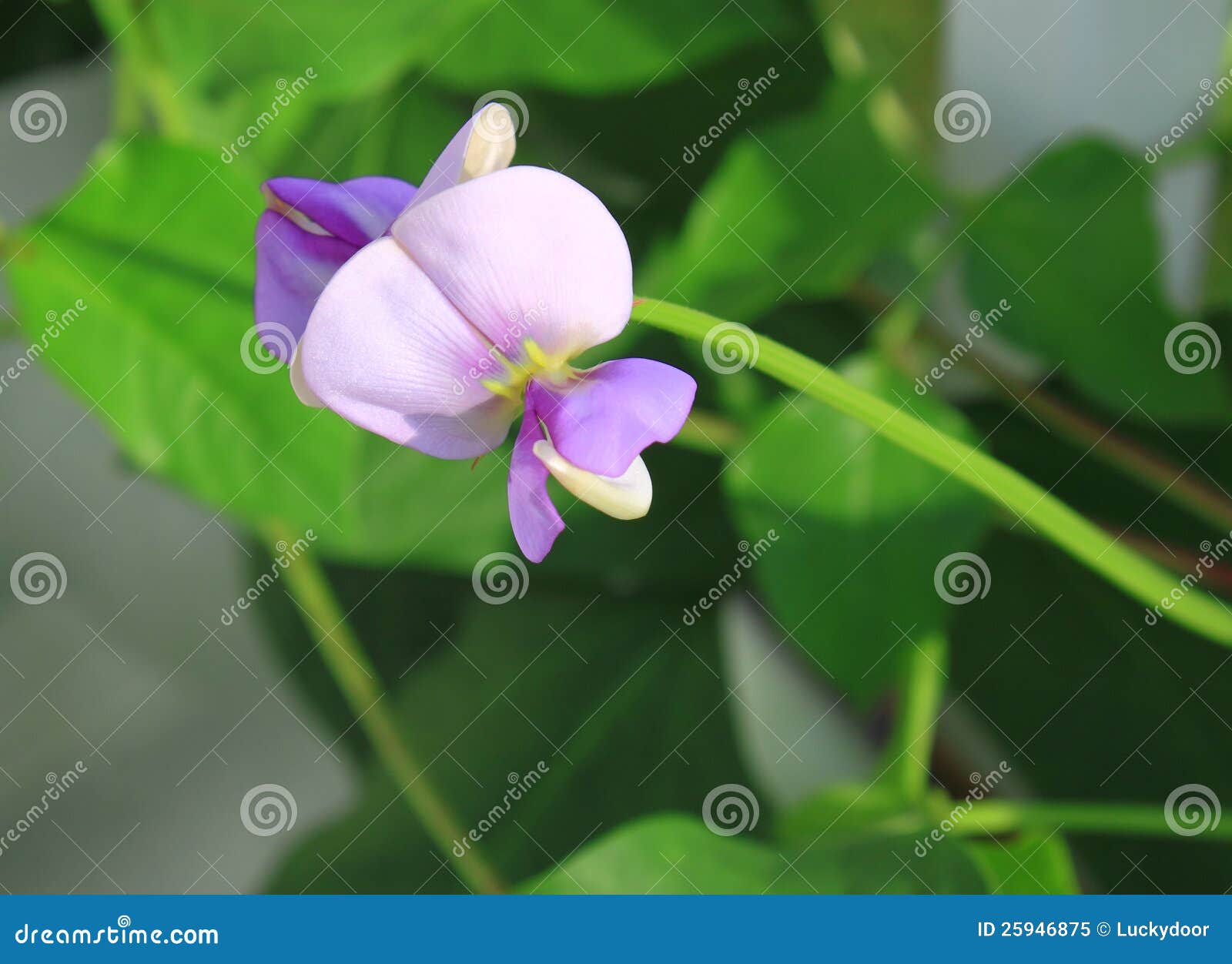 Bean Flower stock image. Image of flowers, blossoming - 25946875
