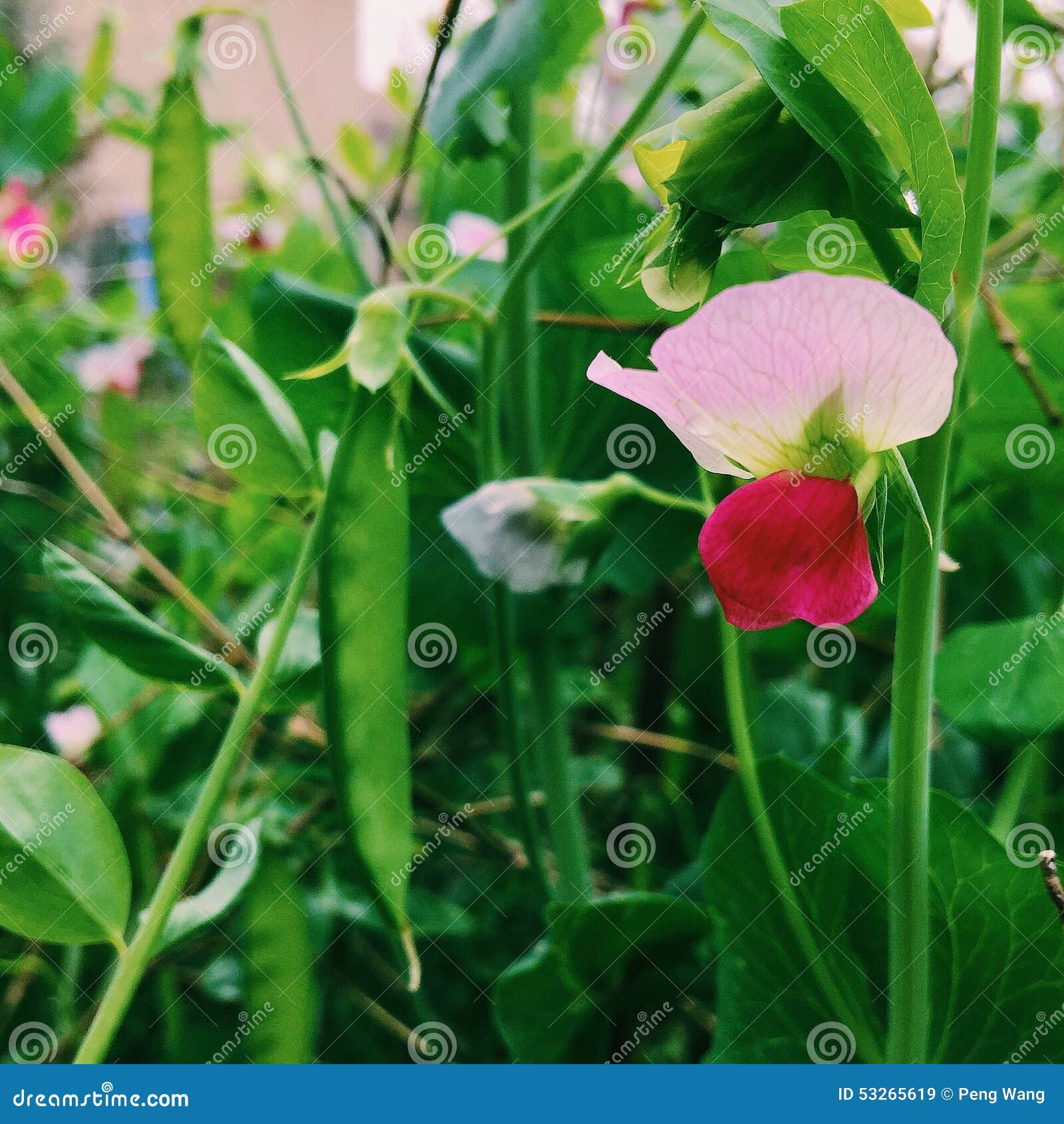 Warm Spring Long Bean Flower Stock Image - Image of warm, beans: 53265619