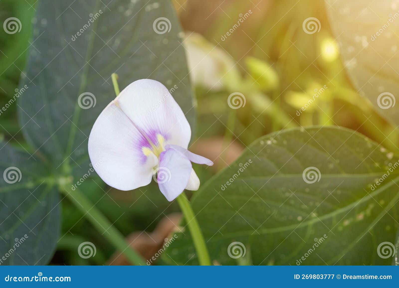Long Bean Flowers Whit Sunlight in the Garden. Purple Flowers Stock ...