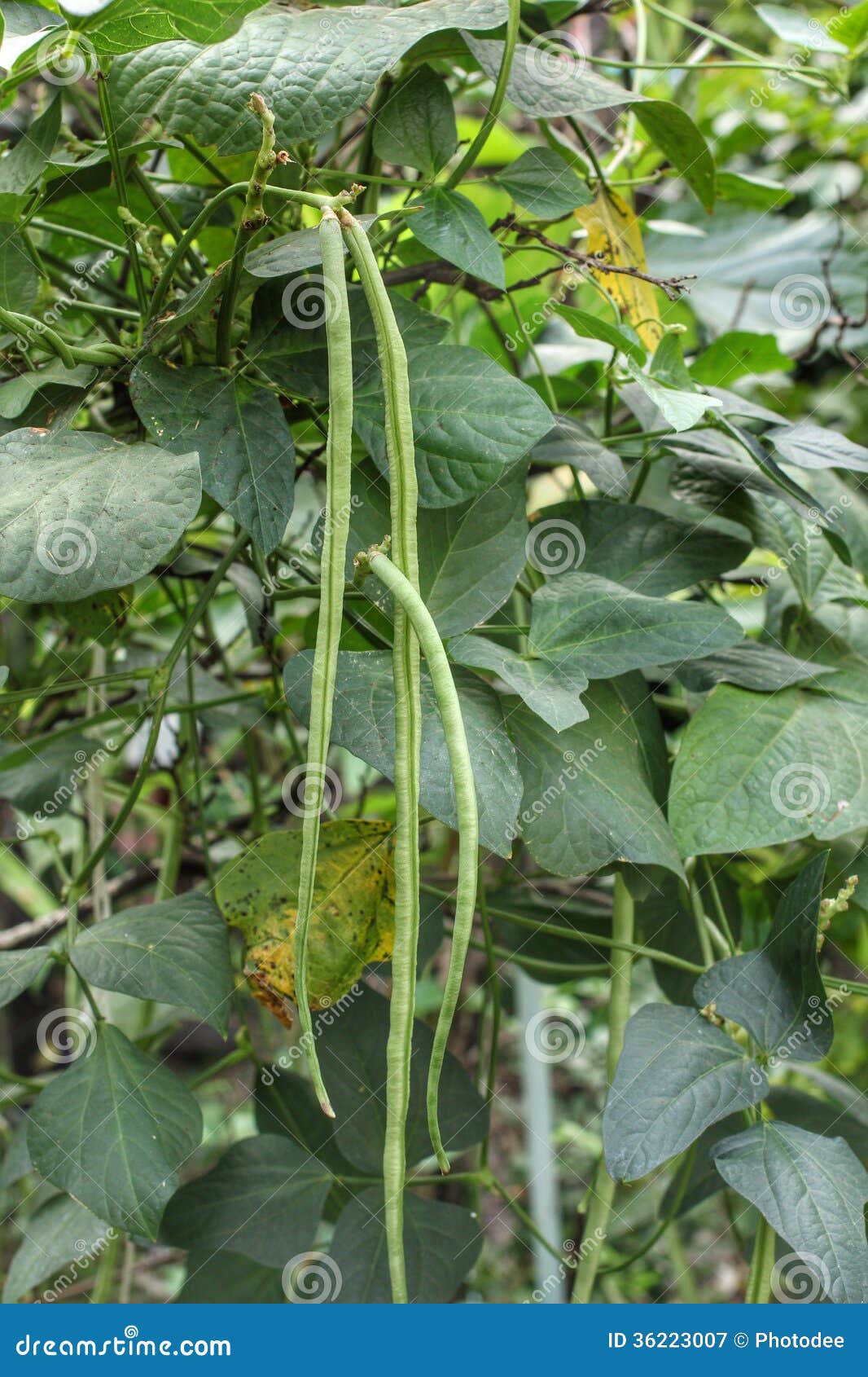 Long bean stock image. Image of fresh, food, meal, agriculture - 36223007