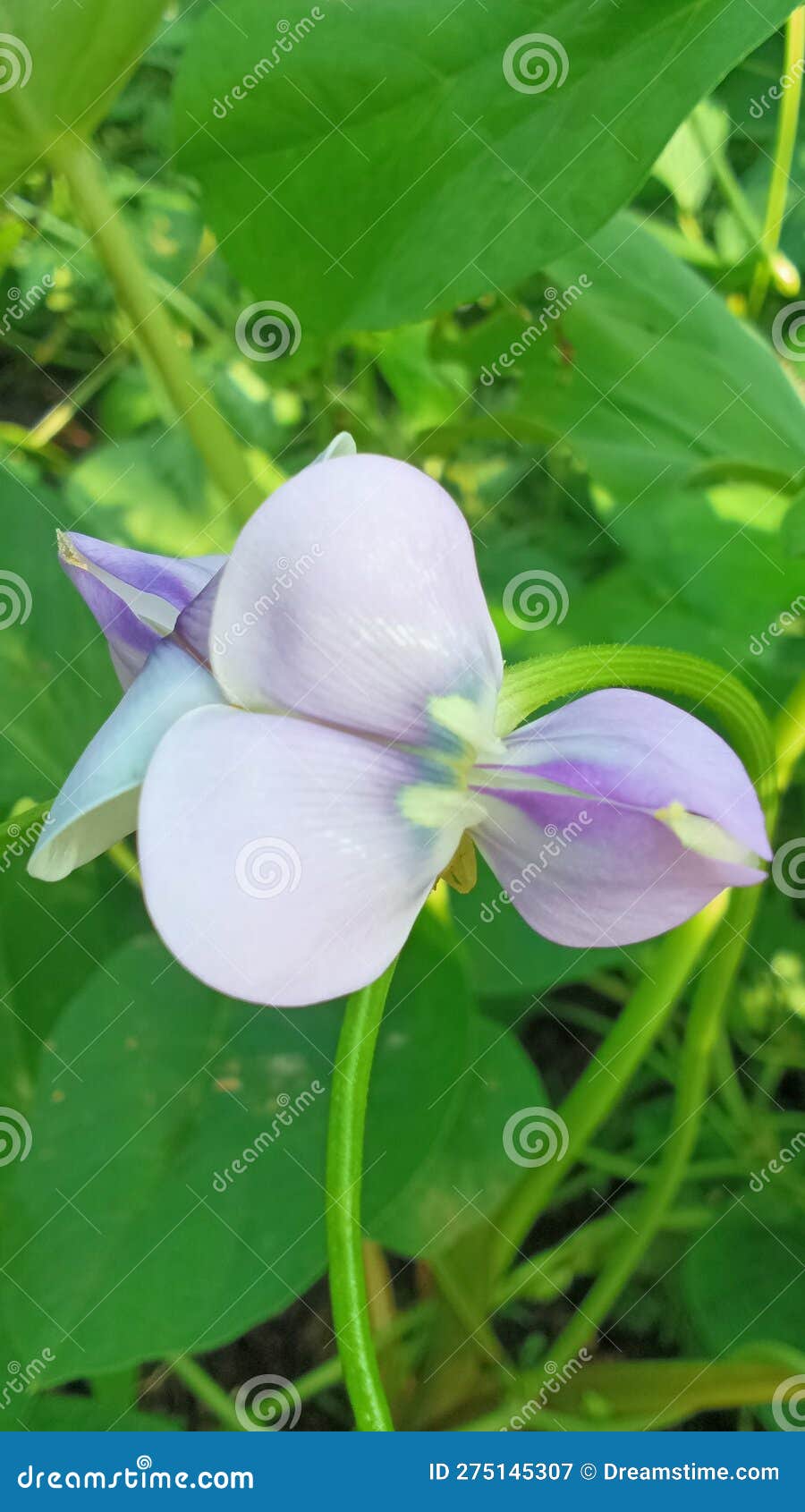 This is a Long Bean Plant Flower that Has Bloomed Stock Image - Image ...