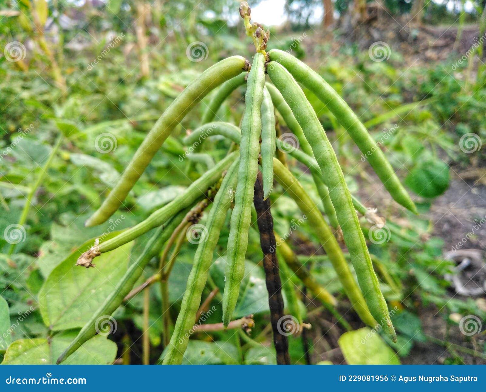 The Long Bean Plant, Which is Still in the Tree. Stock Photo - Image of ...