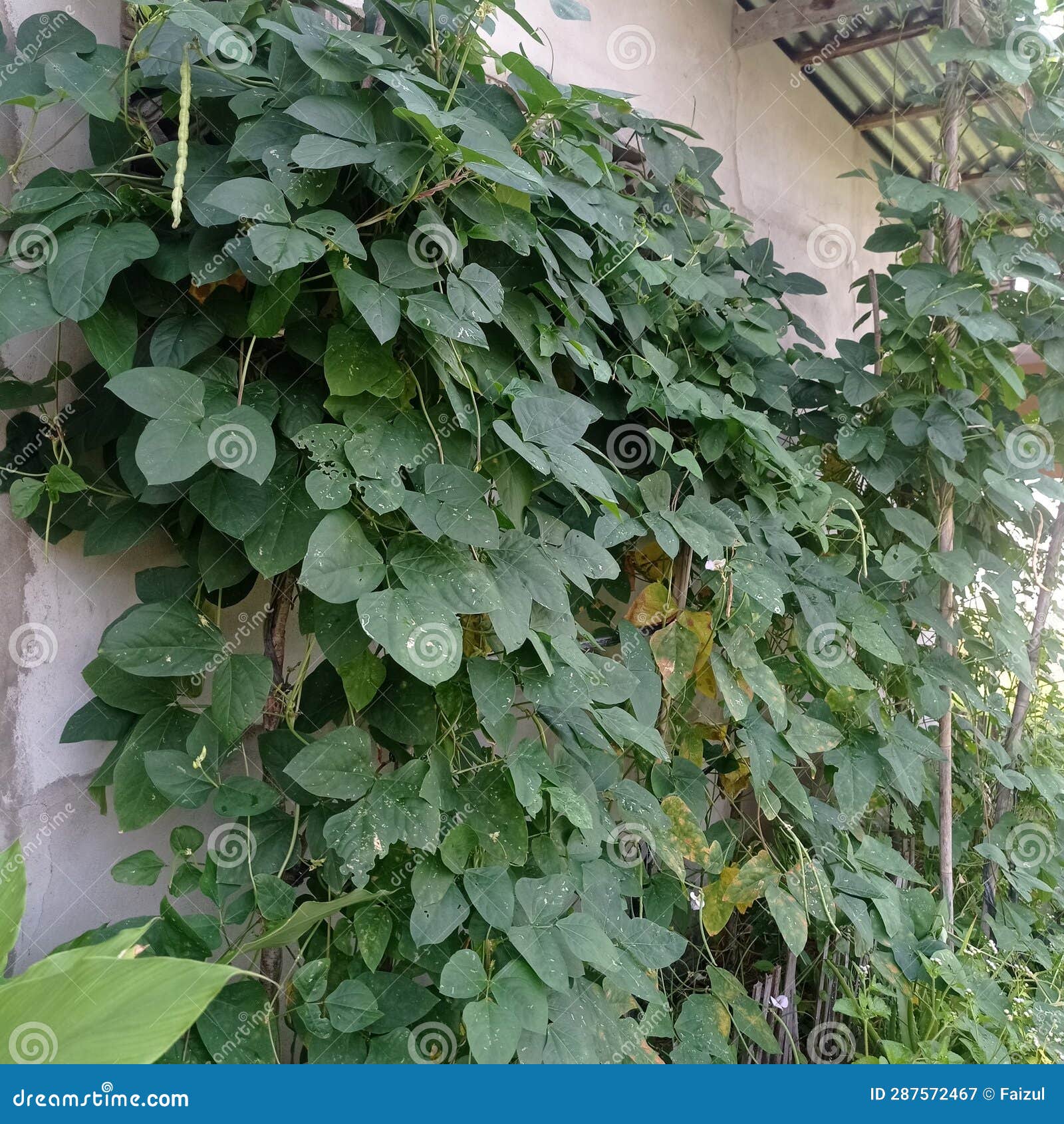Long Bean Plants Vines beside the House Stock Image - Image of herb ...