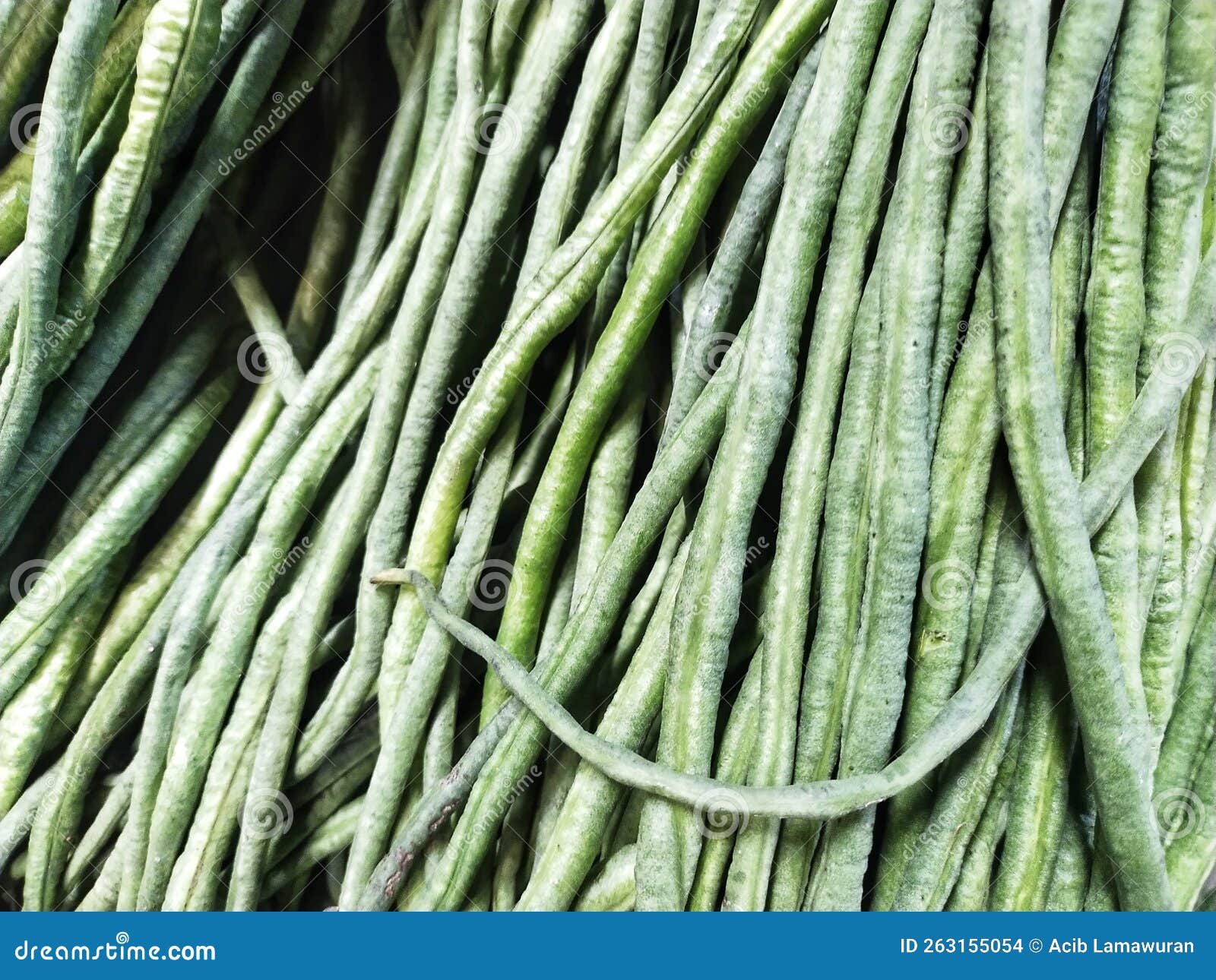 Long bean vegetable stock photo. Image of vitamin, grass - 263155054