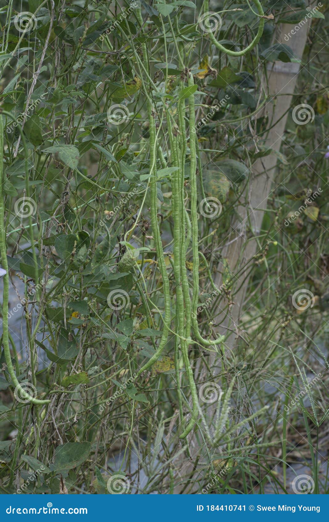 Long Bean Vegetable Hanging on the Stem Stock Image - Image of flower ...