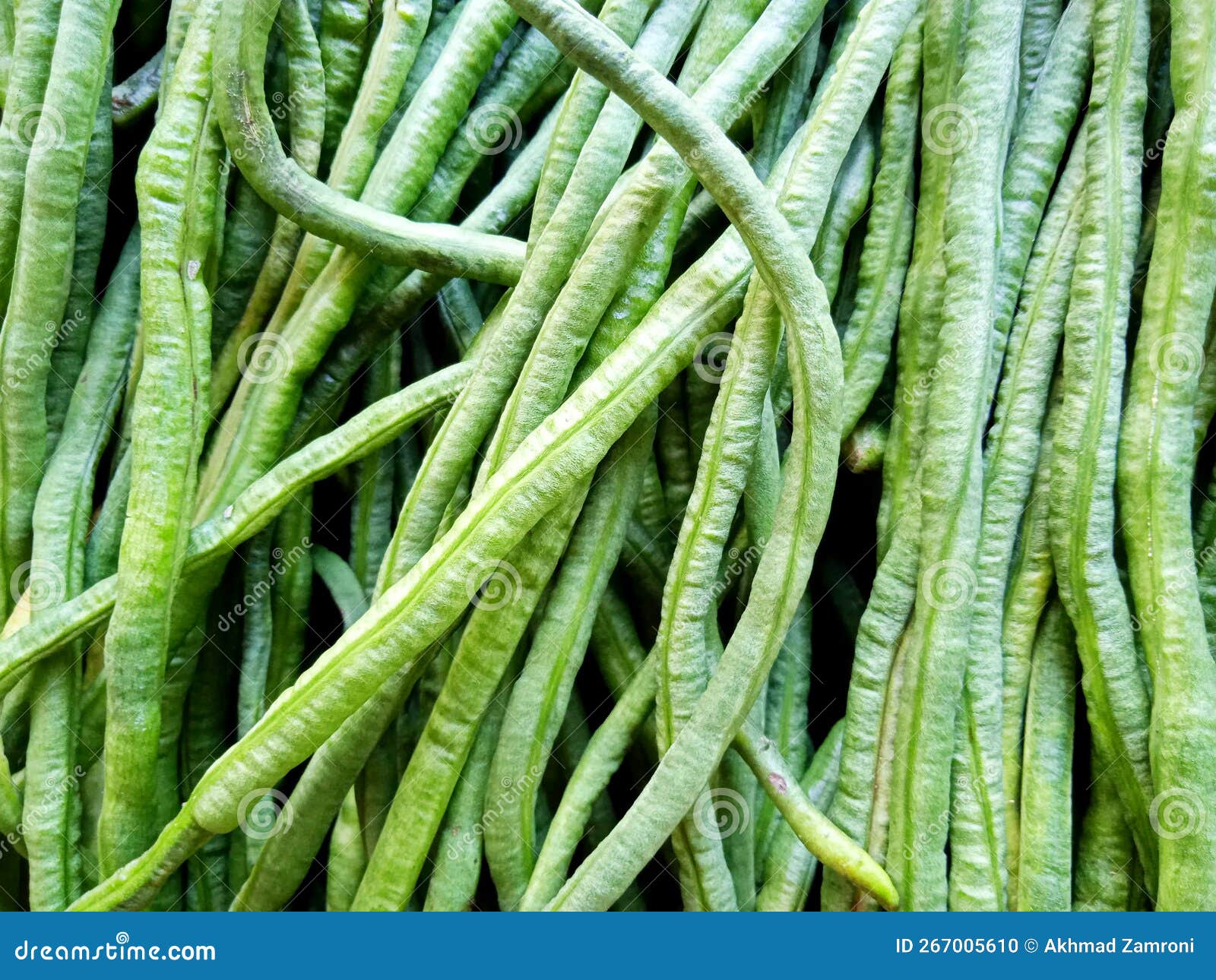 Long beans stock photo. Image of cuisine, crop, agriculture - 267005610