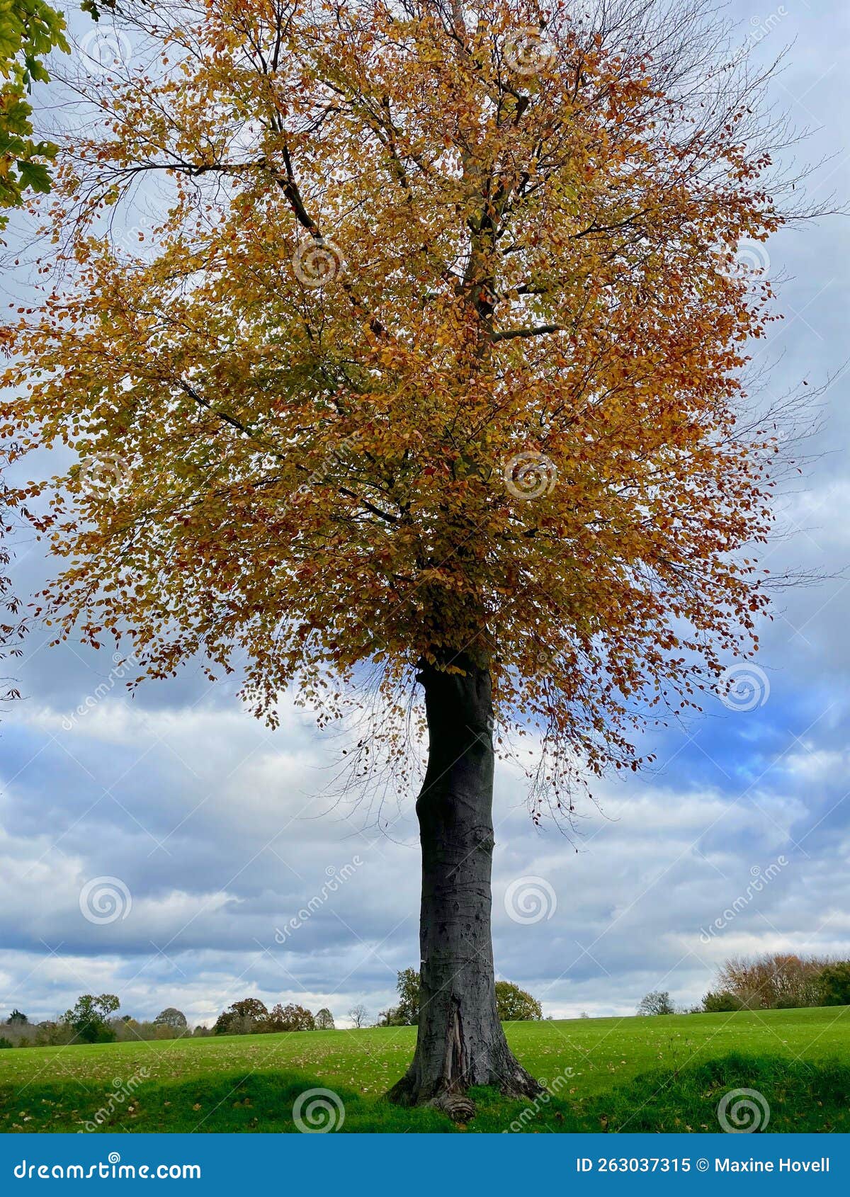 A Long Beech Tree in the Fall Stock Image - Image of forest, tree ...