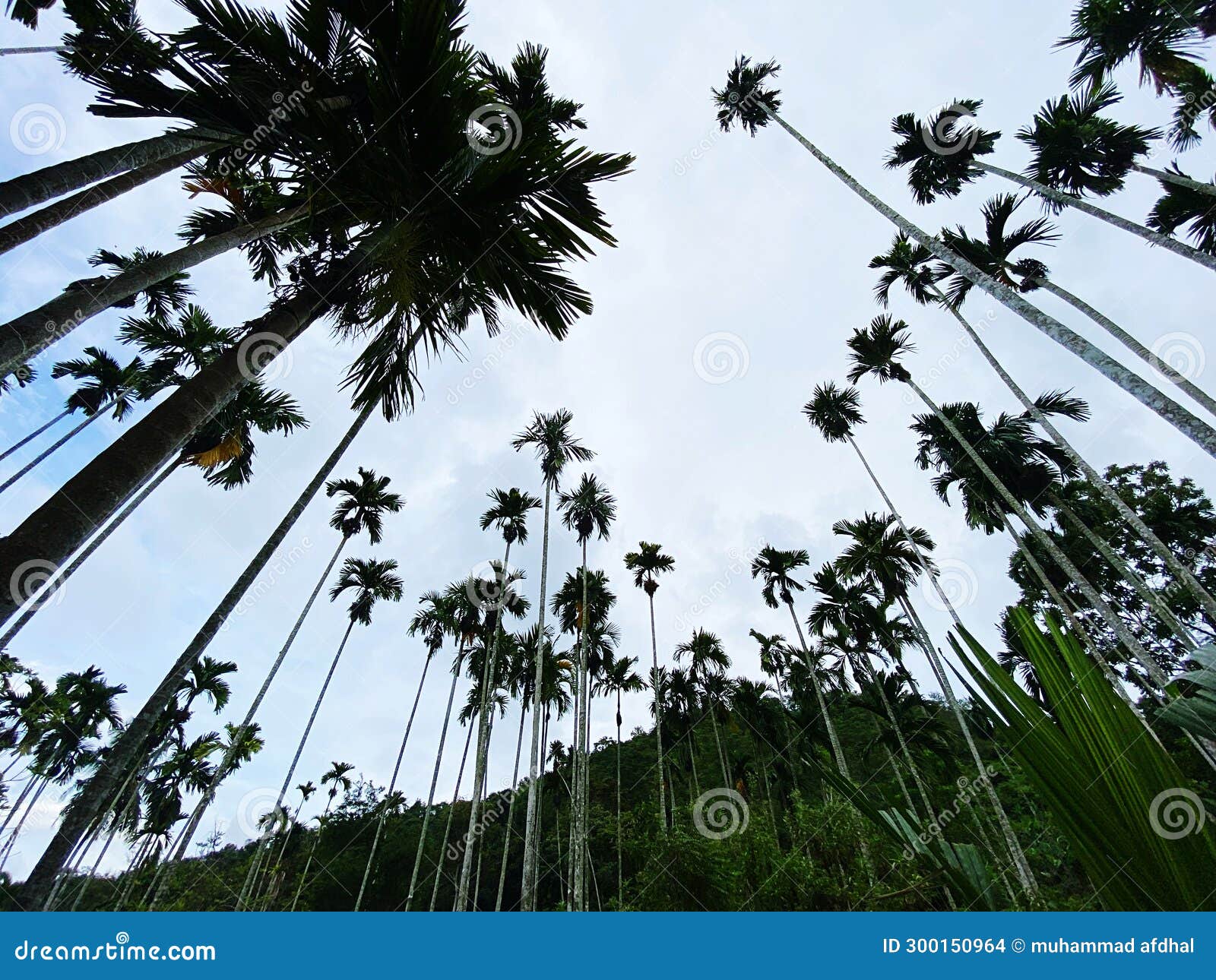 Long betel nut tree stock photo. Image of nature, tree - 300150964