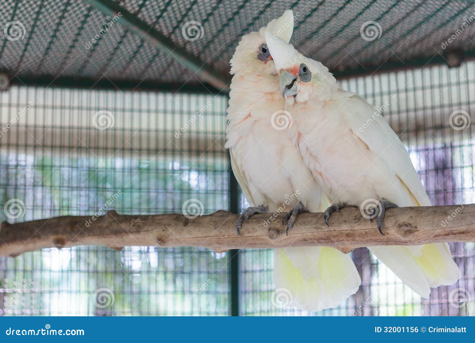 Long Bill Corrella Cockatoo Stock Photo - Image of perching, beauty ...