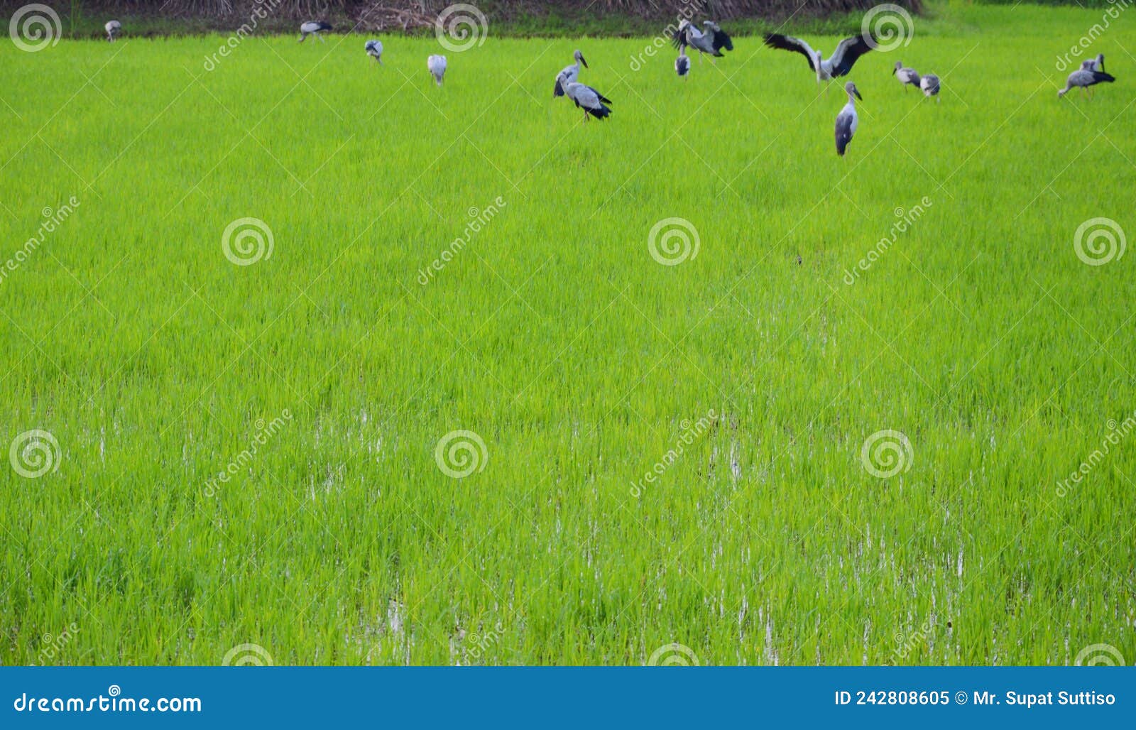 Long-billed Bird in the Green Rice Field the Concept of Pest Control ...