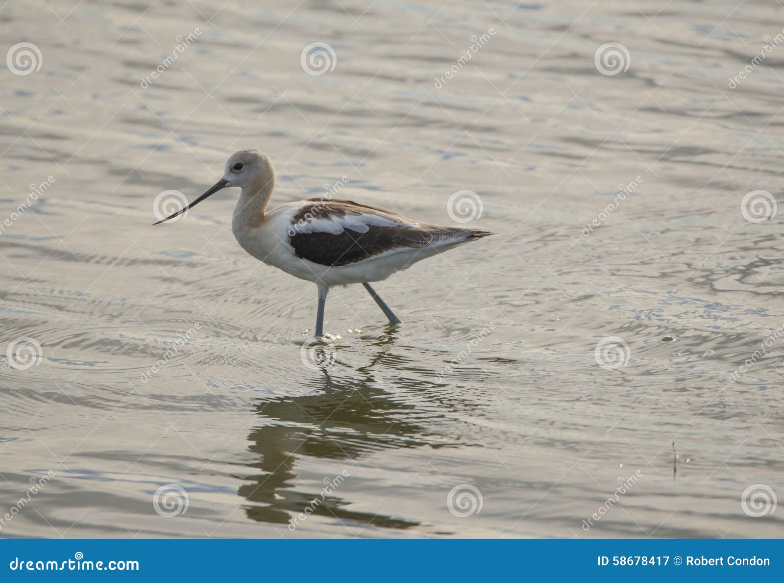 Long Billed Bird in the Water Stock Image - Image of summer, bird: 58678417