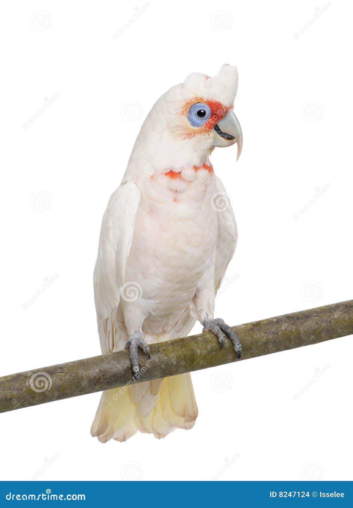 Long-billed Corella - Cacatua Tenuirostris Stock Photo - Image of ...