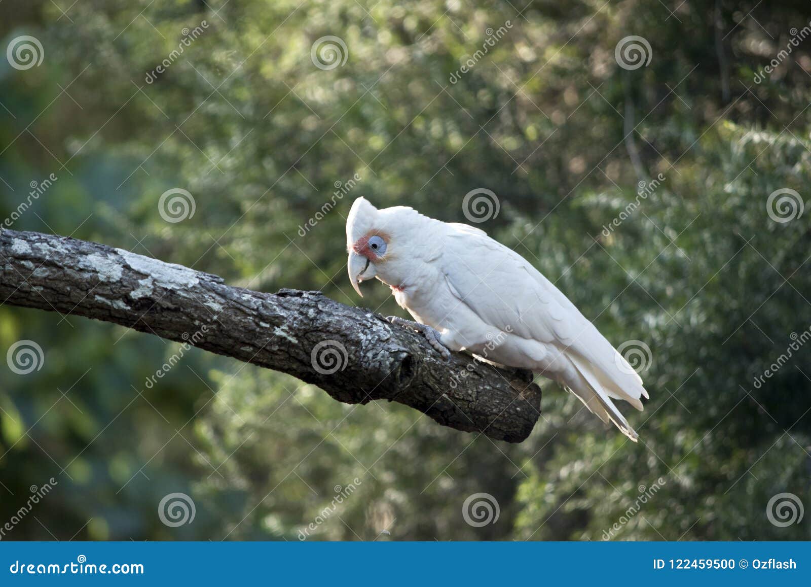 Long billed corella stock photo. Image of beak, surround - 122459500