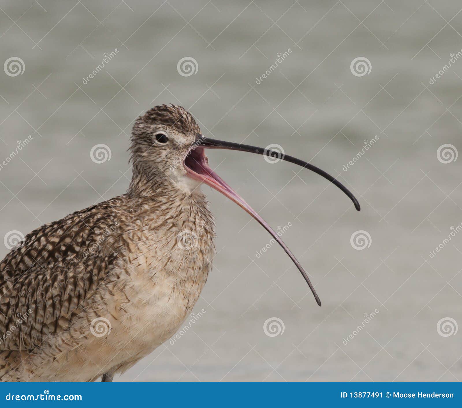 Long-billed Curlew stock image. Image of coast, curlew - 13877491