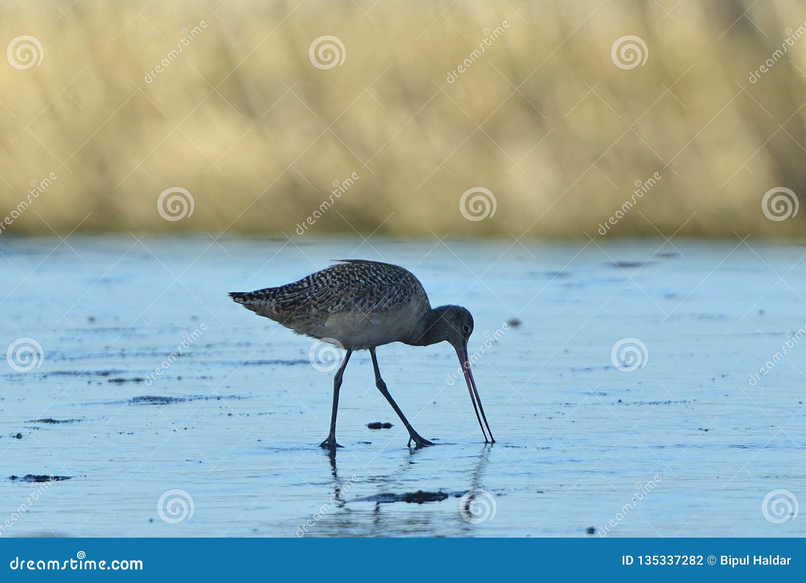 A Long Billed Curlew Digging in the Sand Stock Photo - Image of curlew ...