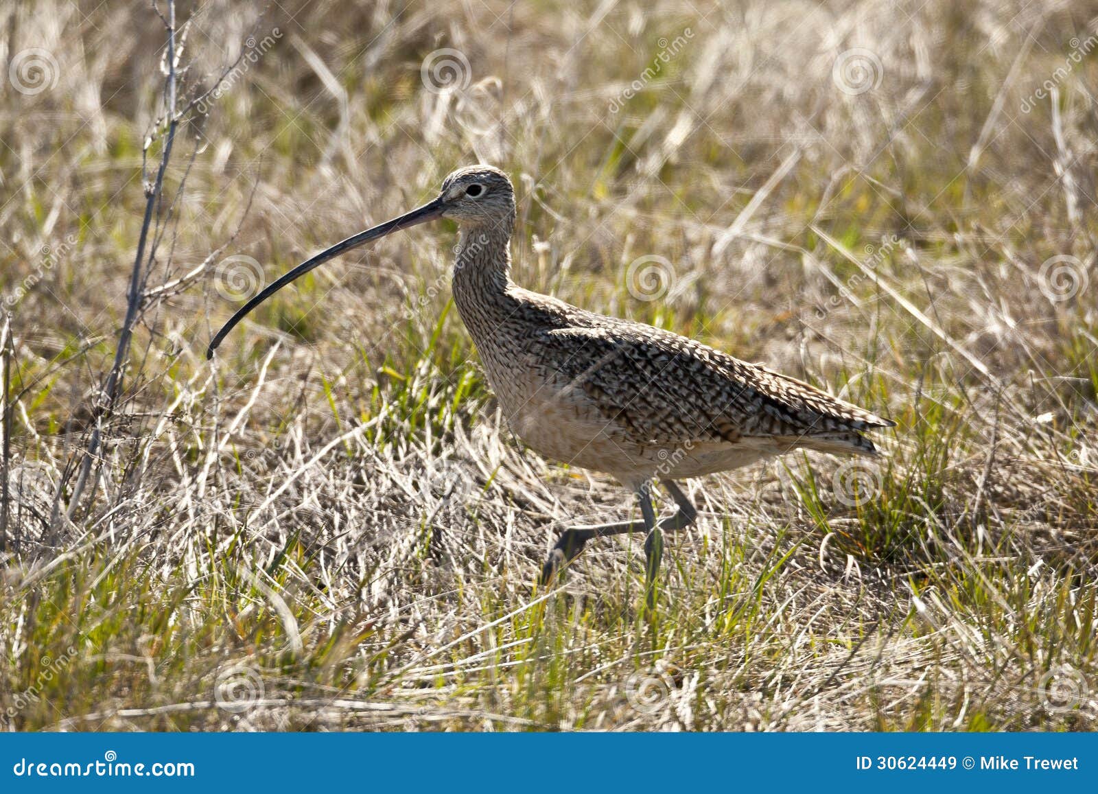 Long Billed Curlew stock image. Image of feathers, birds - 30624449