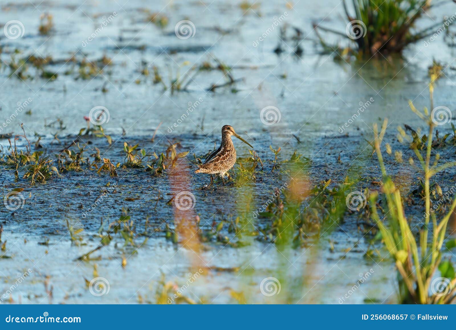 Long-billed Dowitcher Feeding at Marsh Swamp Stock Image - Image of ...